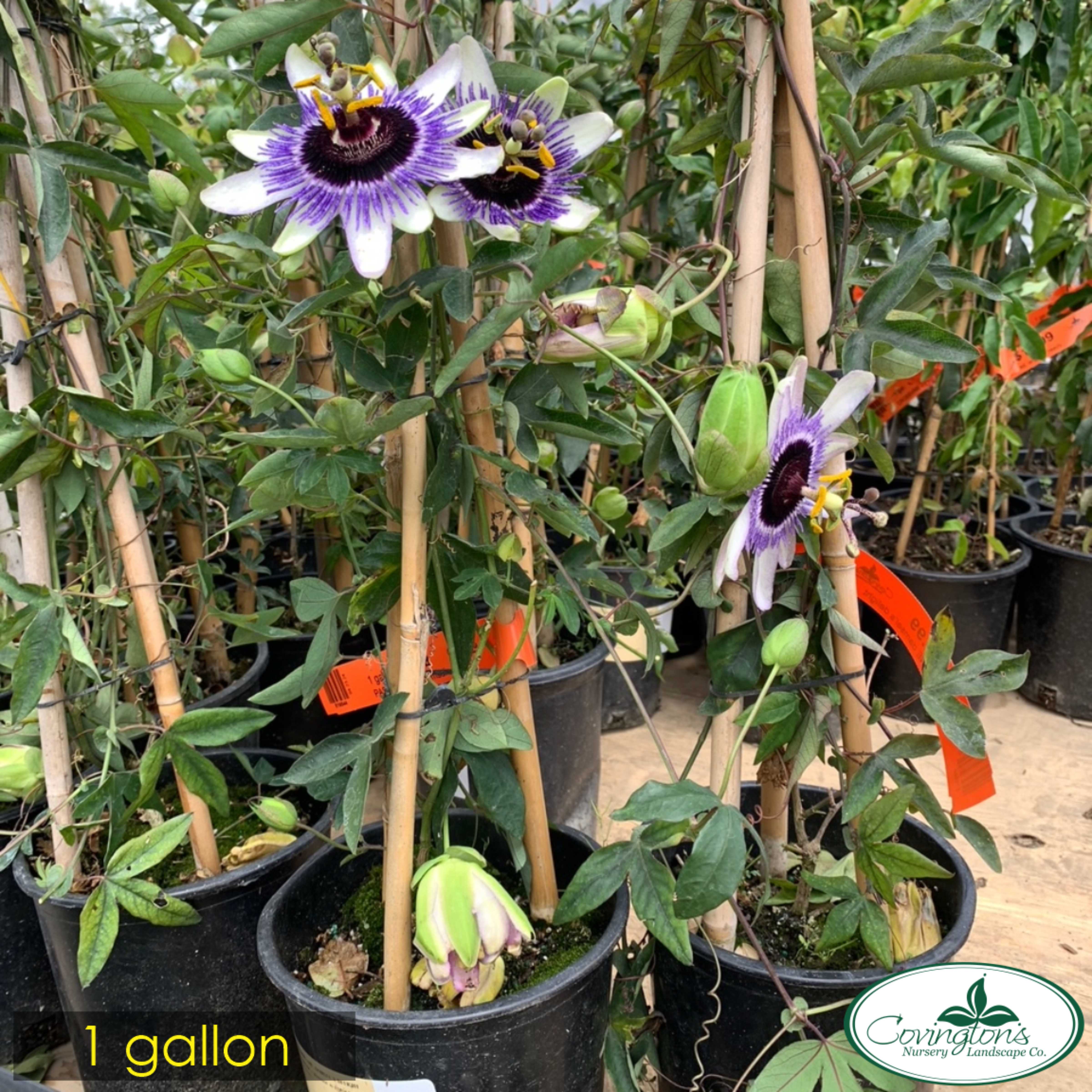 PASSION VINE damsel’s delight – Covingtons