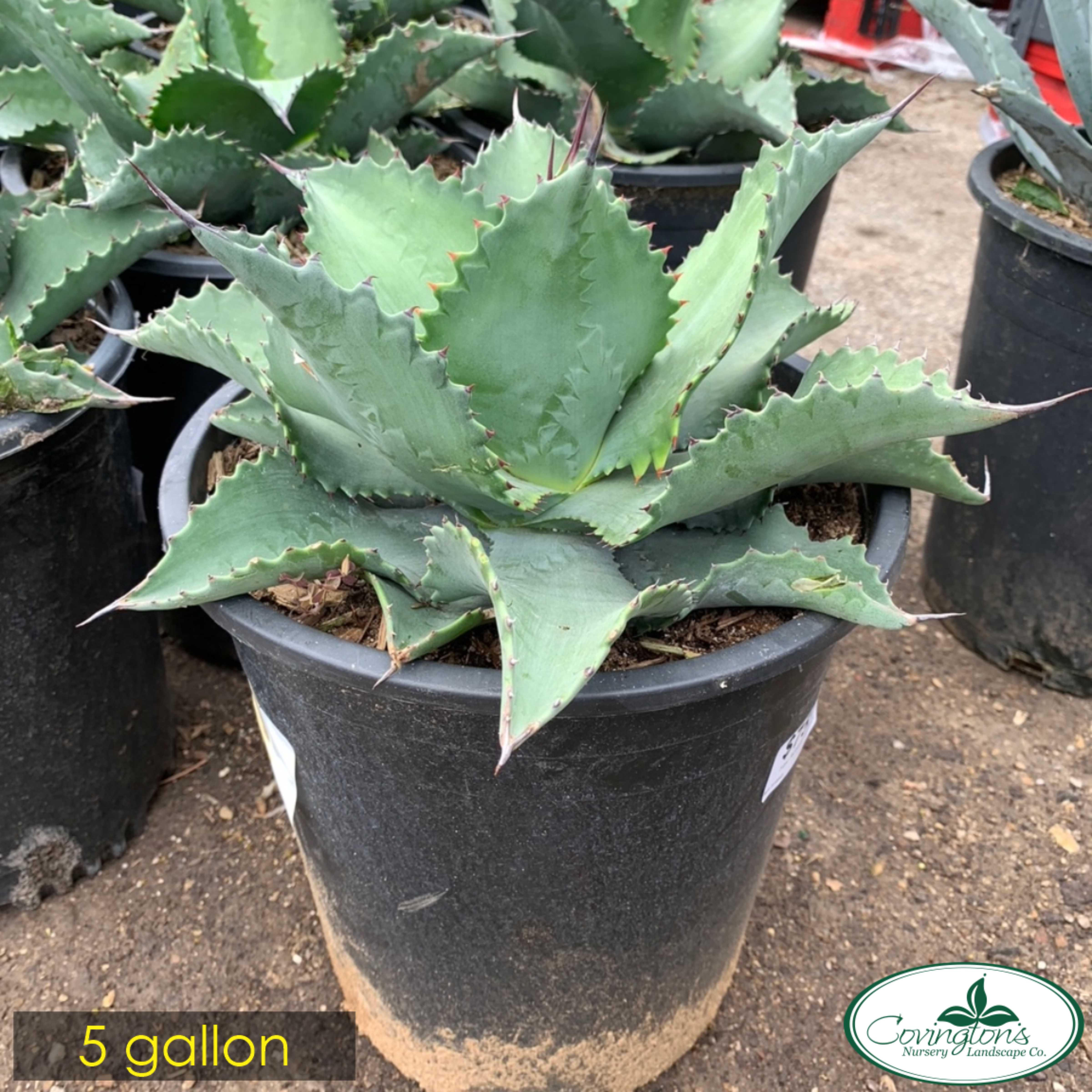 AGAVE mr. ripple – Covingtons