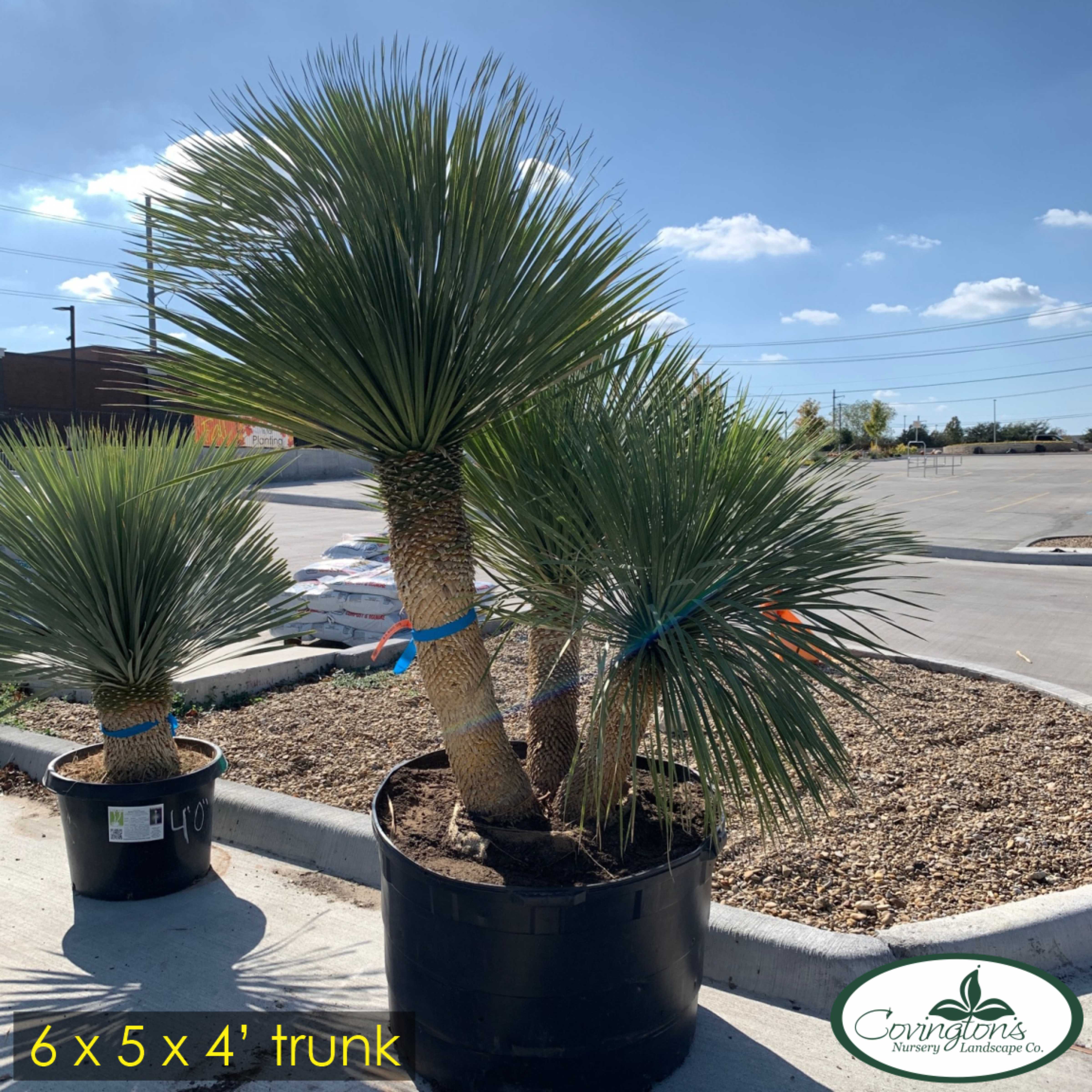 YUCCA beaked – Covingtons
