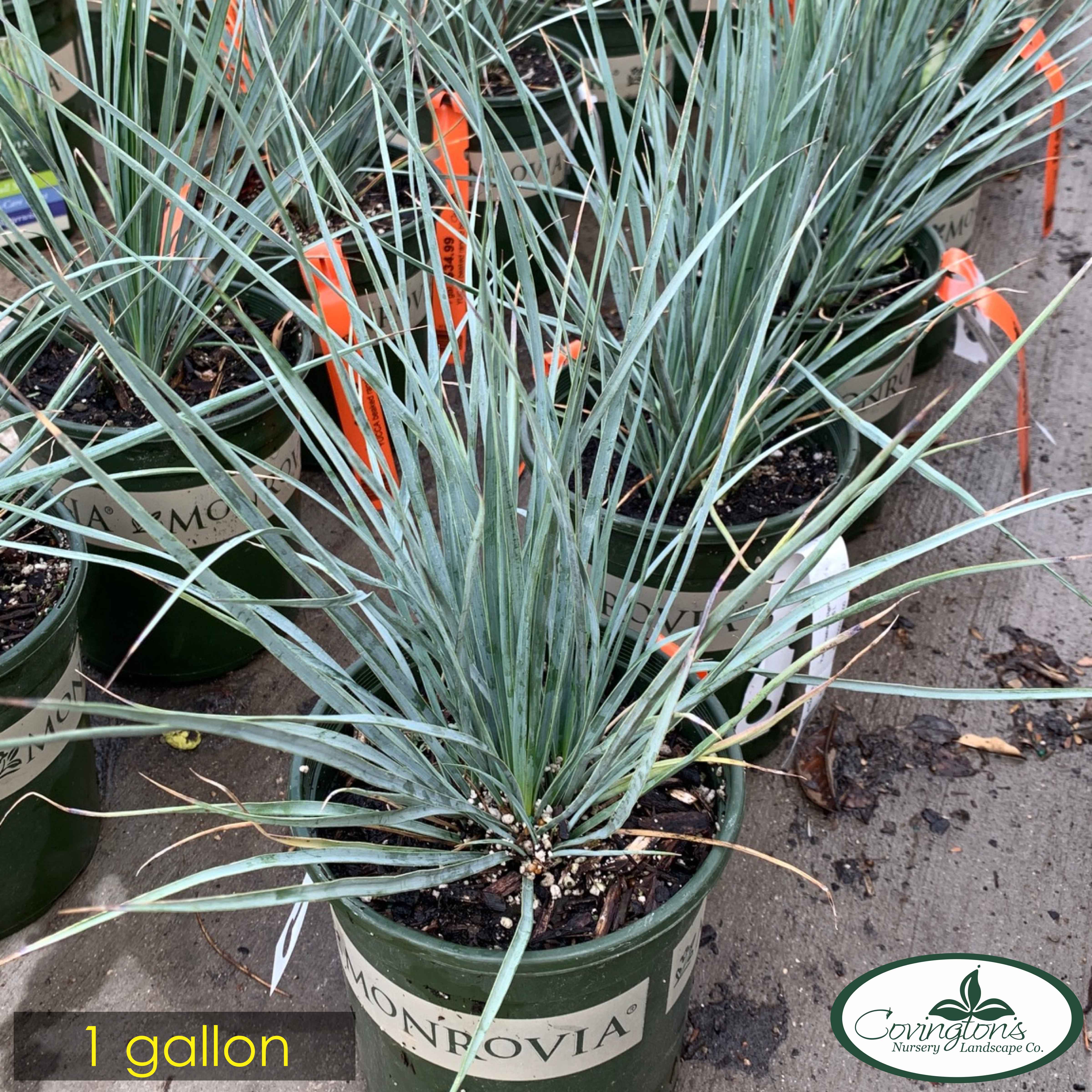 YUCCA beaked rancho blue – Covingtons