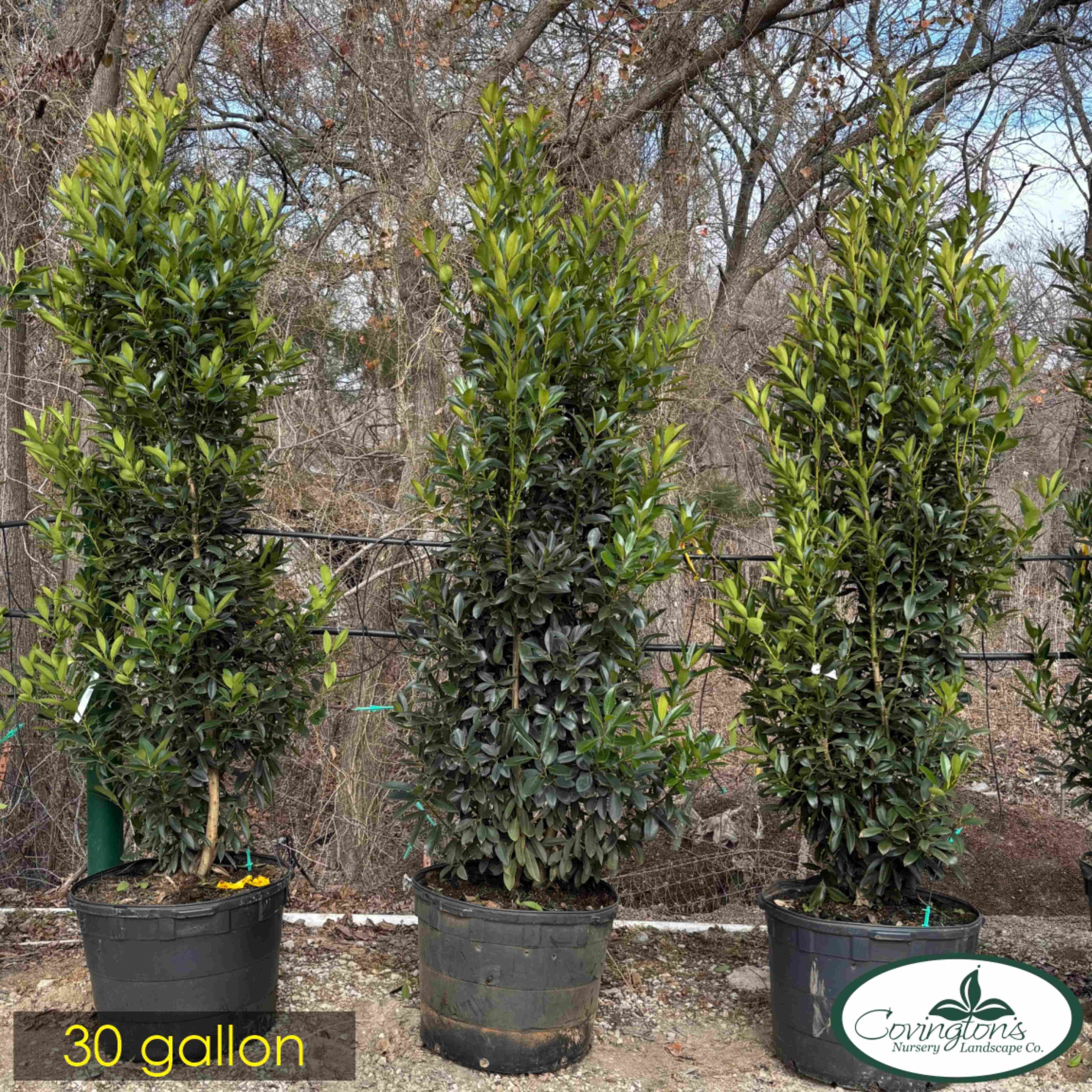 HOLLY screen play – Covingtons