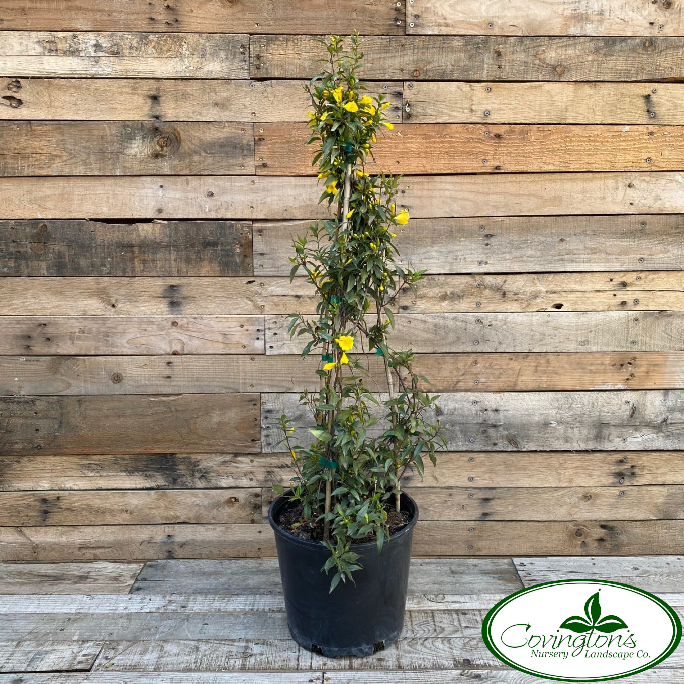 JESSAMINE carolina – Covingtons