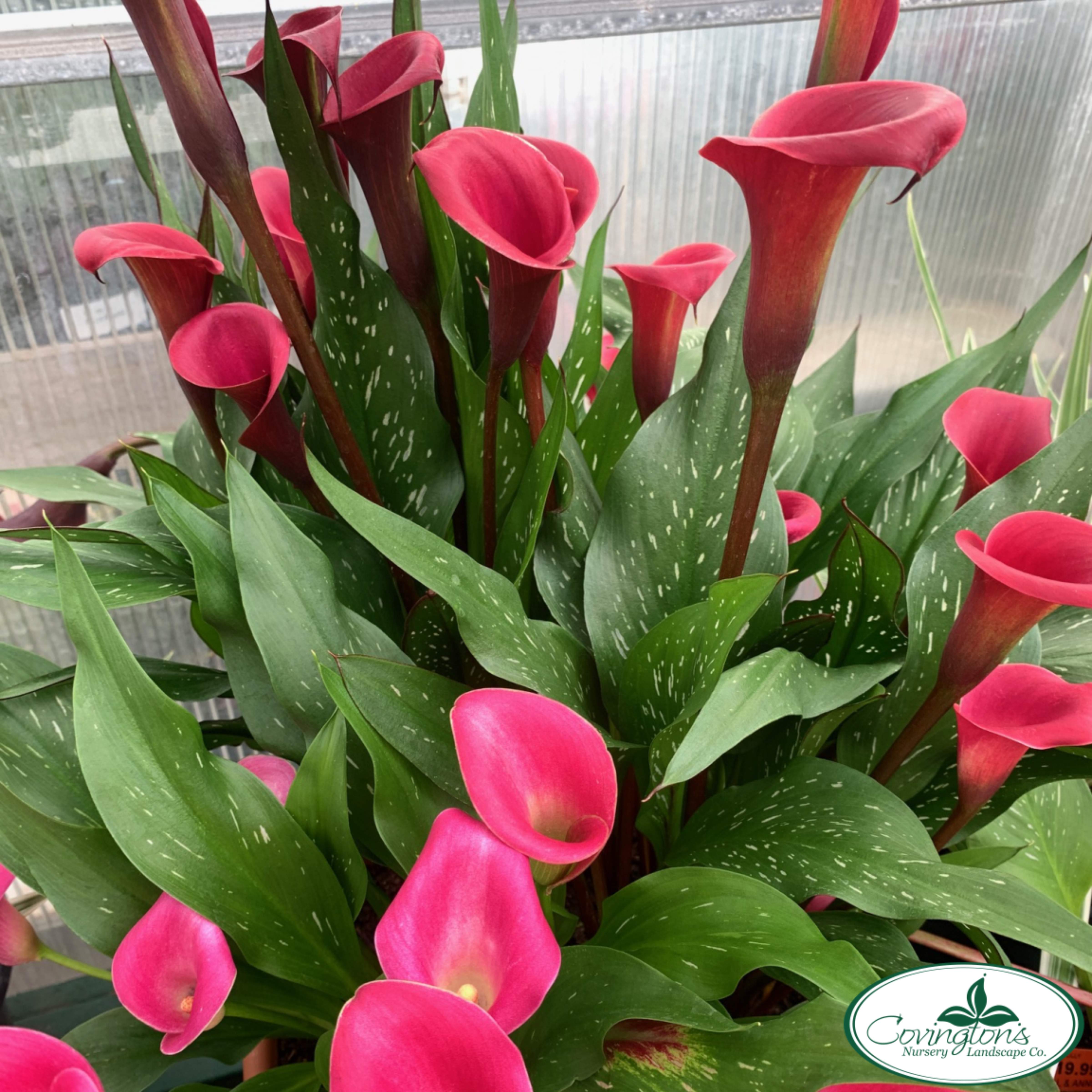 CALLA LILY – Covingtons