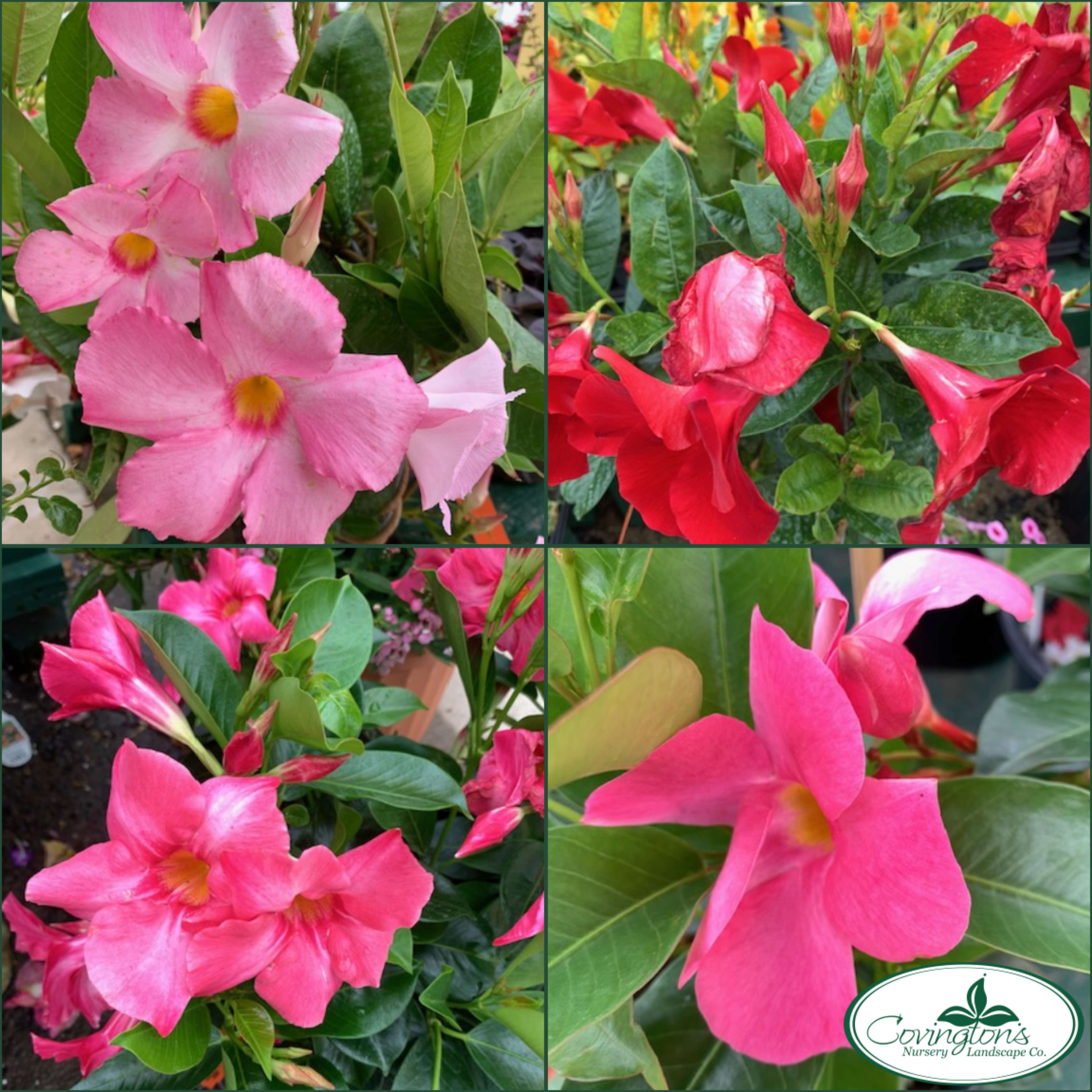 MANDEVILLA – Covingtons