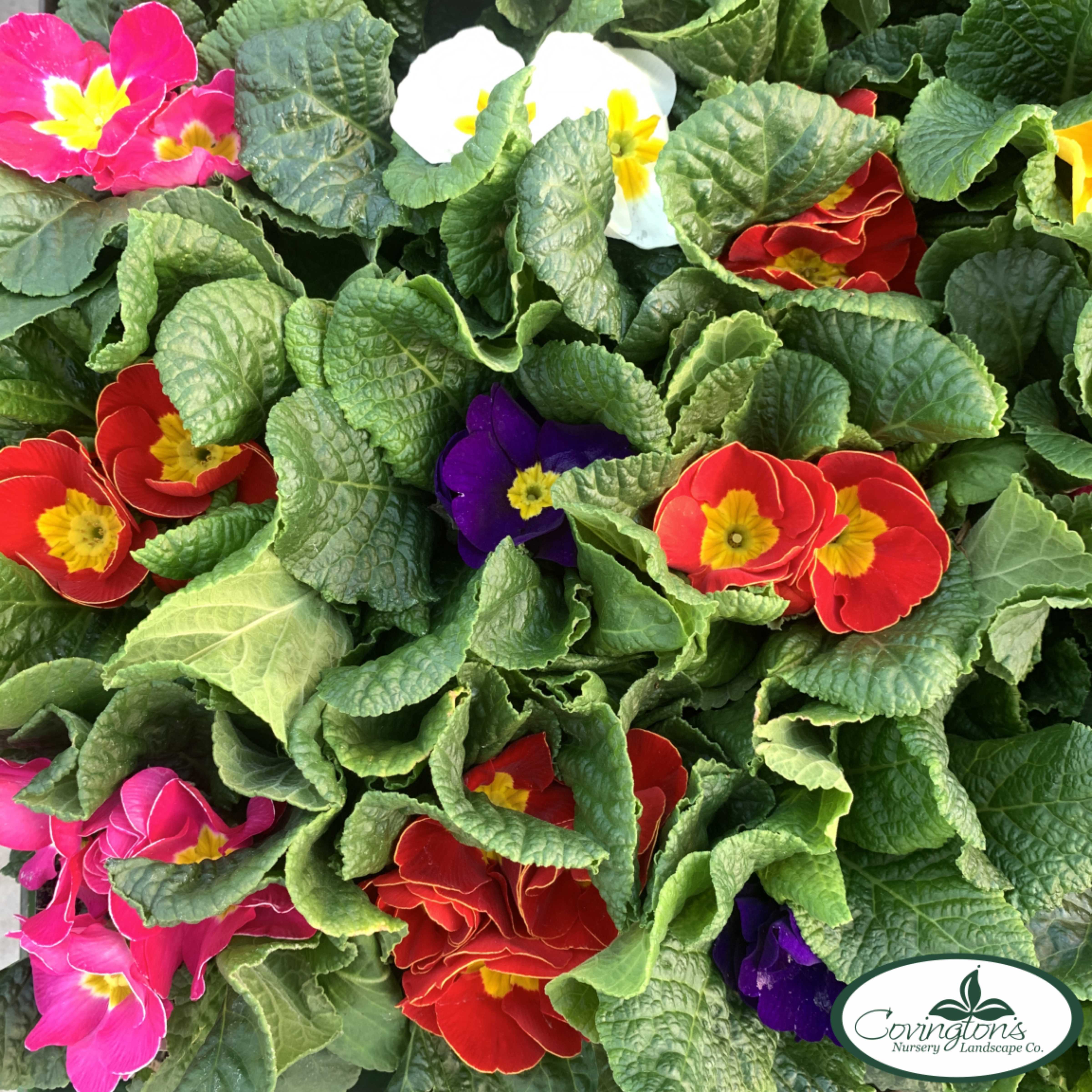 PRIMROSE – Covingtons