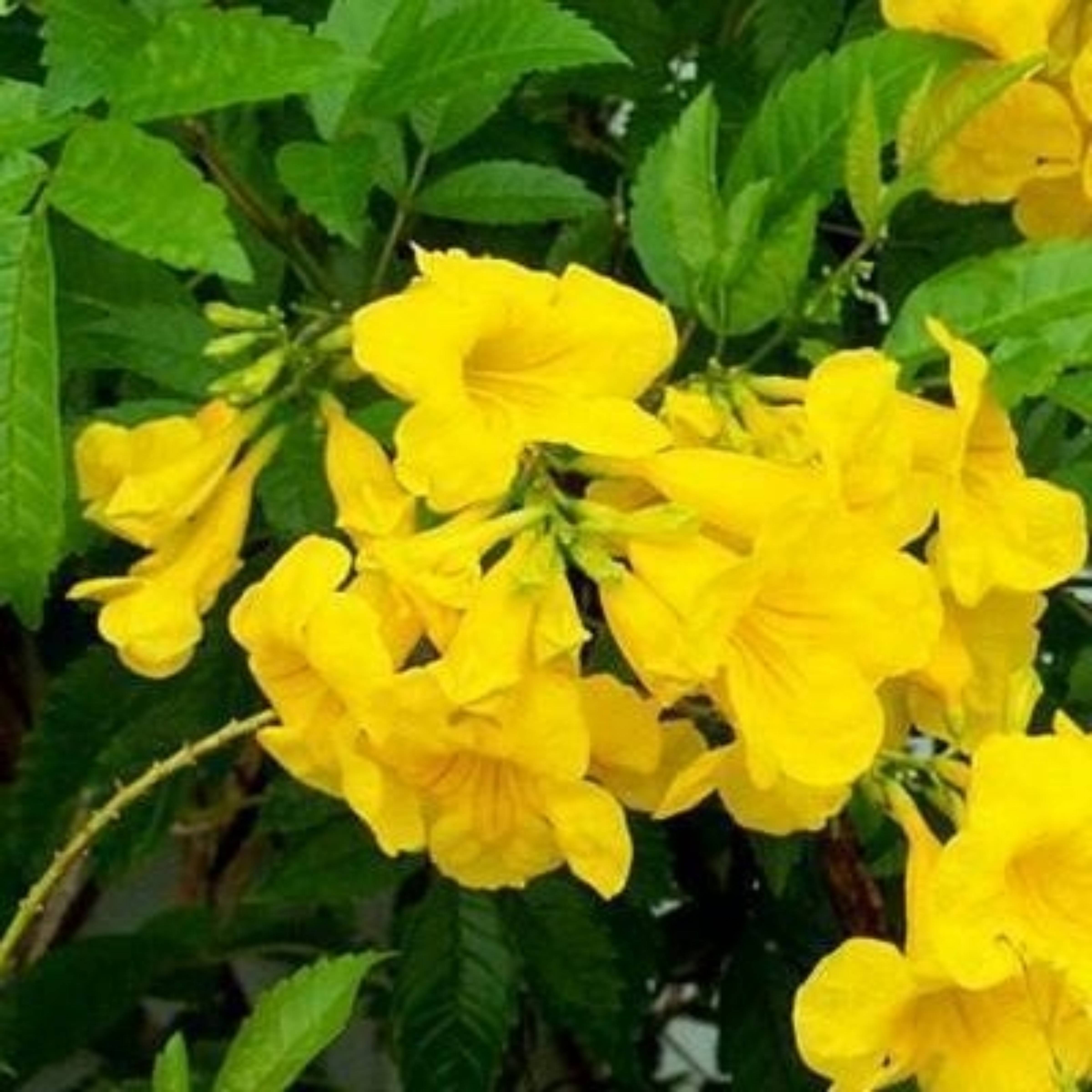 ESPERANZA gold star – Covingtons