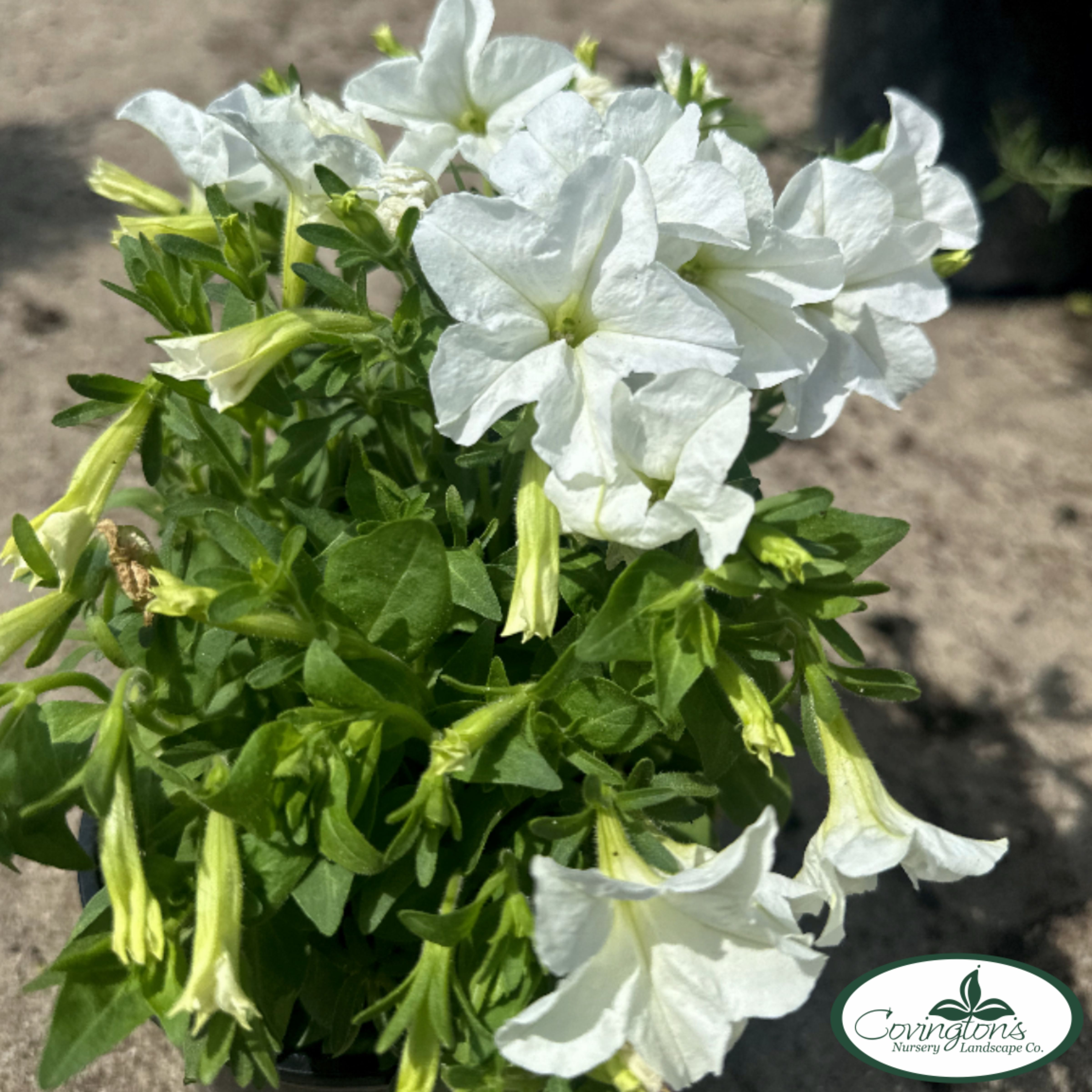 PETUNIA firefly – Covingtons