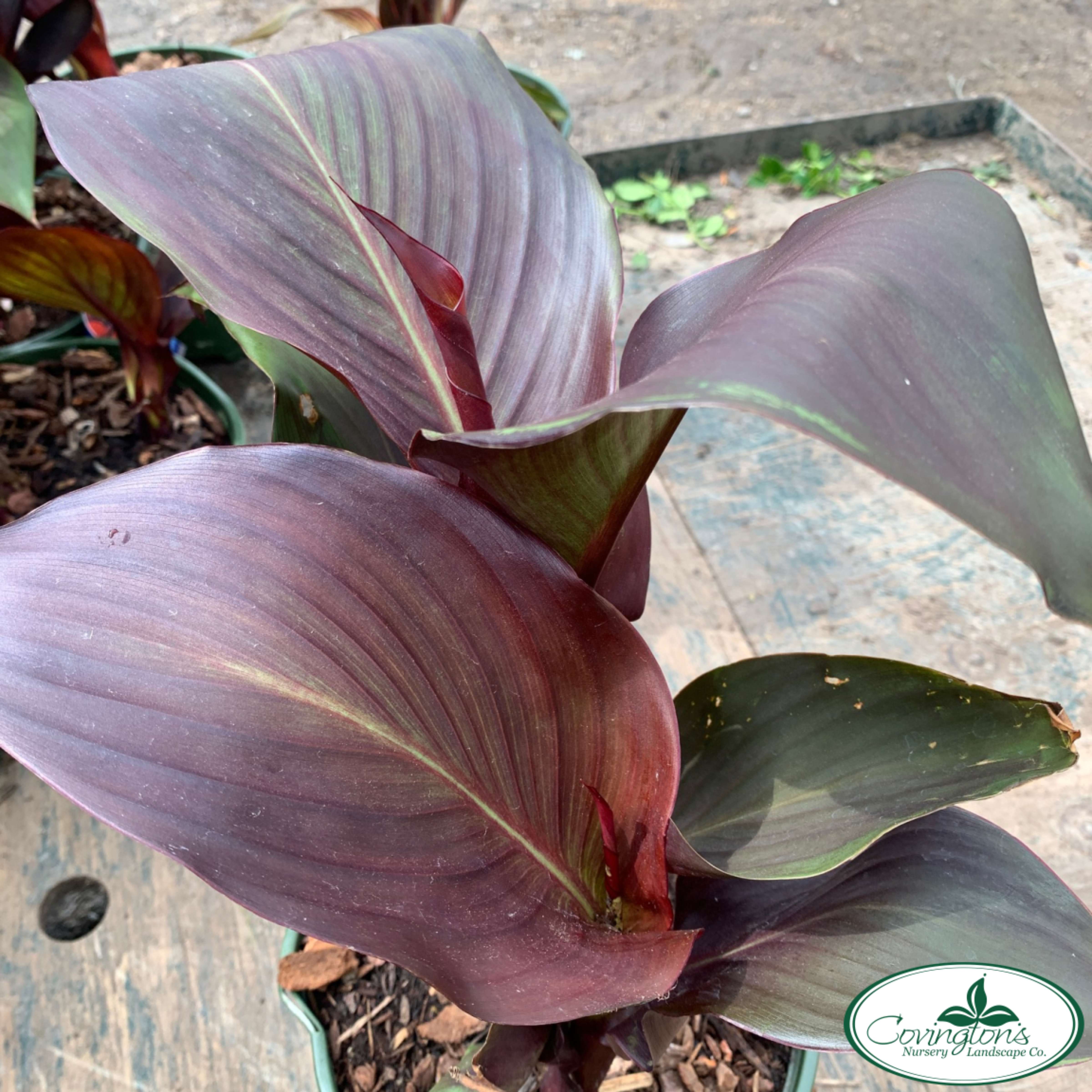CANNA tropicanna black – Covingtons