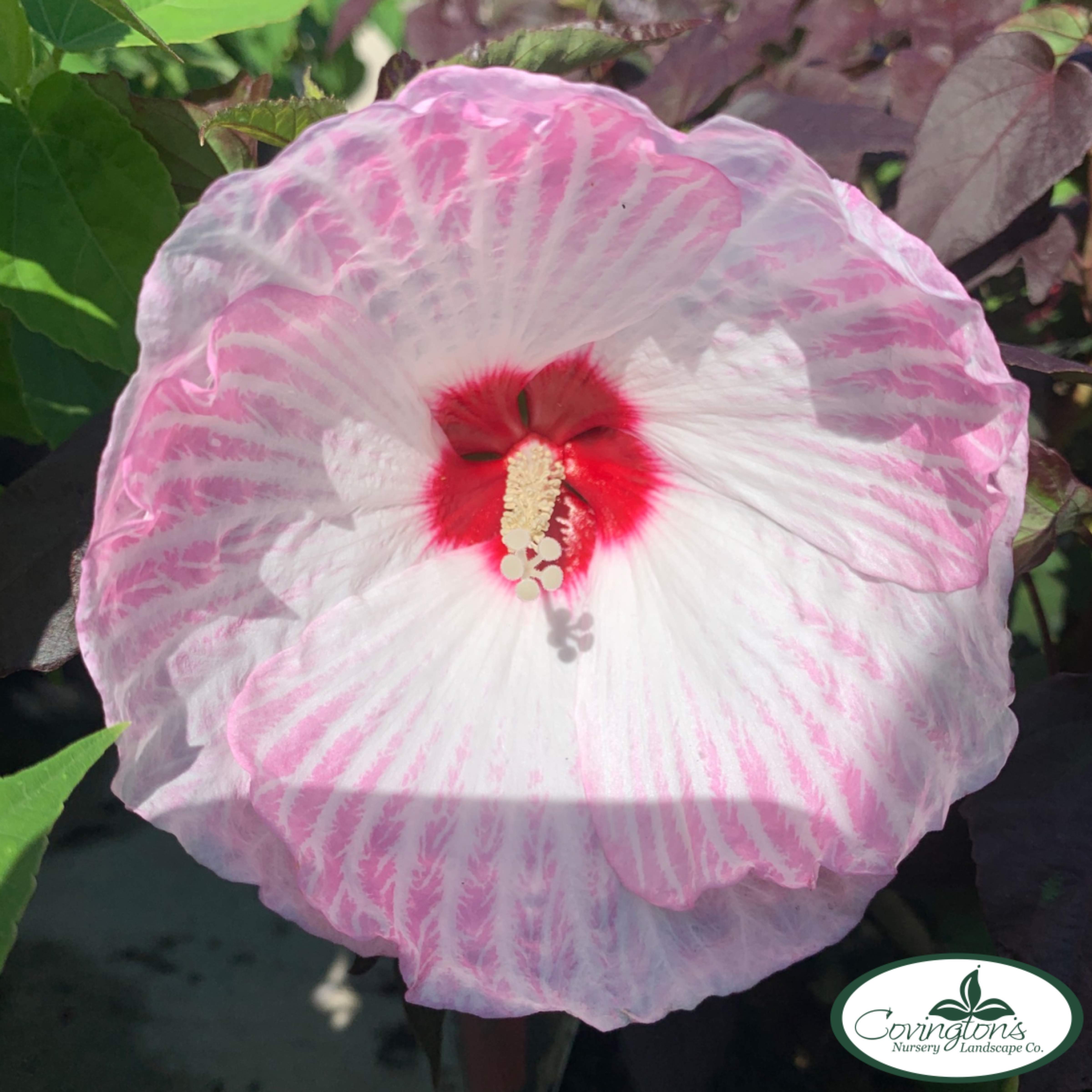 HARDY HIBISCUS H.O.H. blush – Covingtons