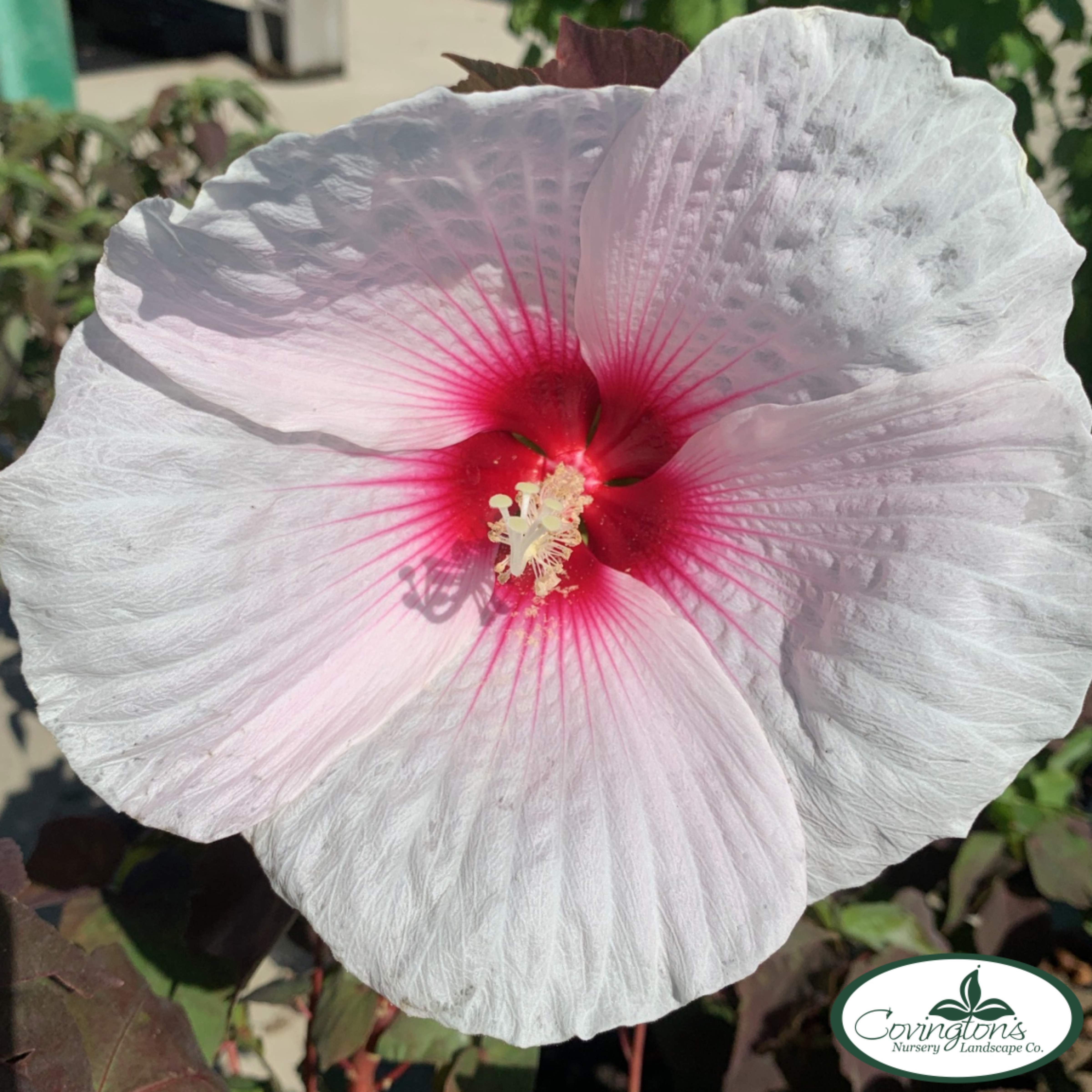 HARDY HIBISCUS H.O.H. dream – Covingtons