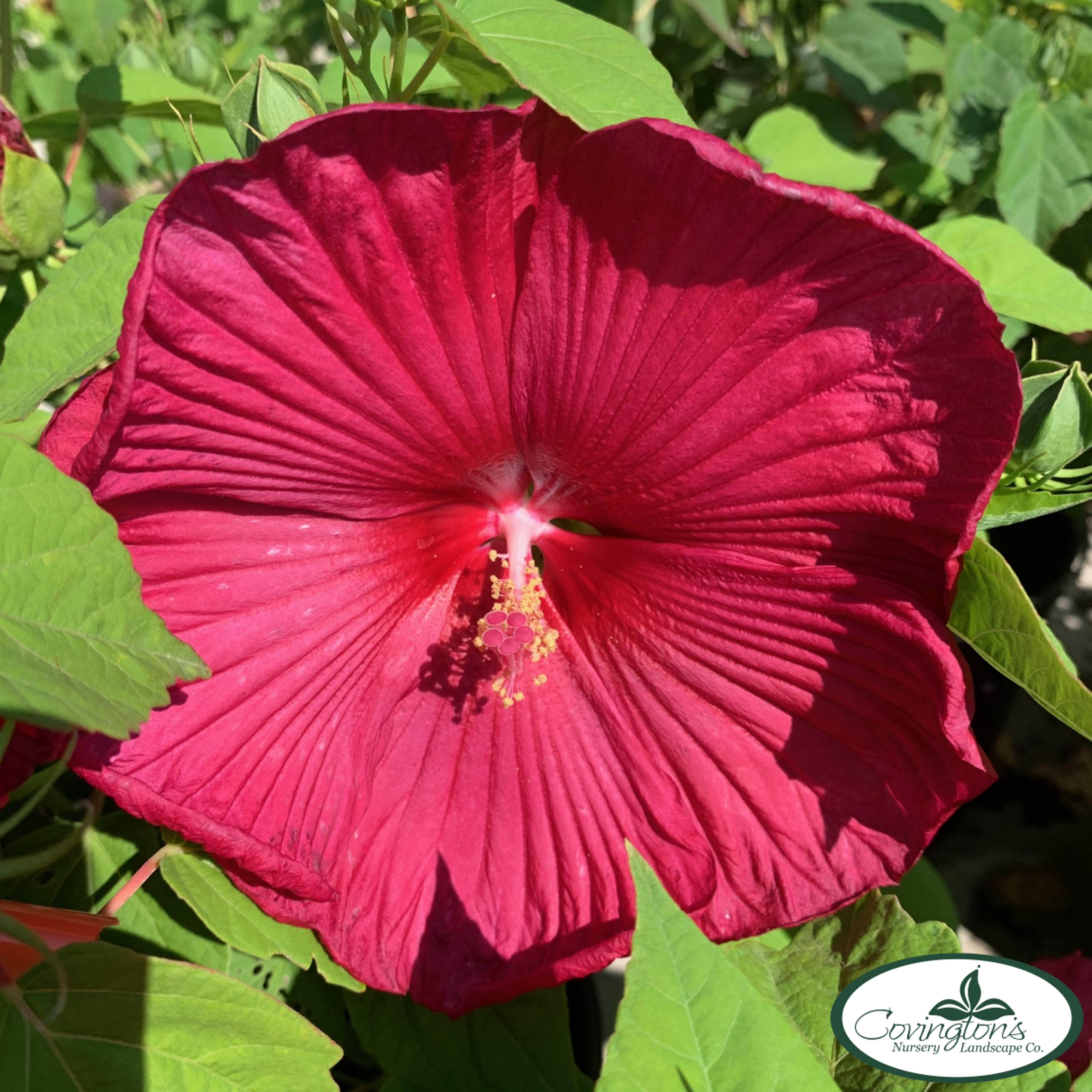 HARDY HIBISCUS luna red – Covingtons