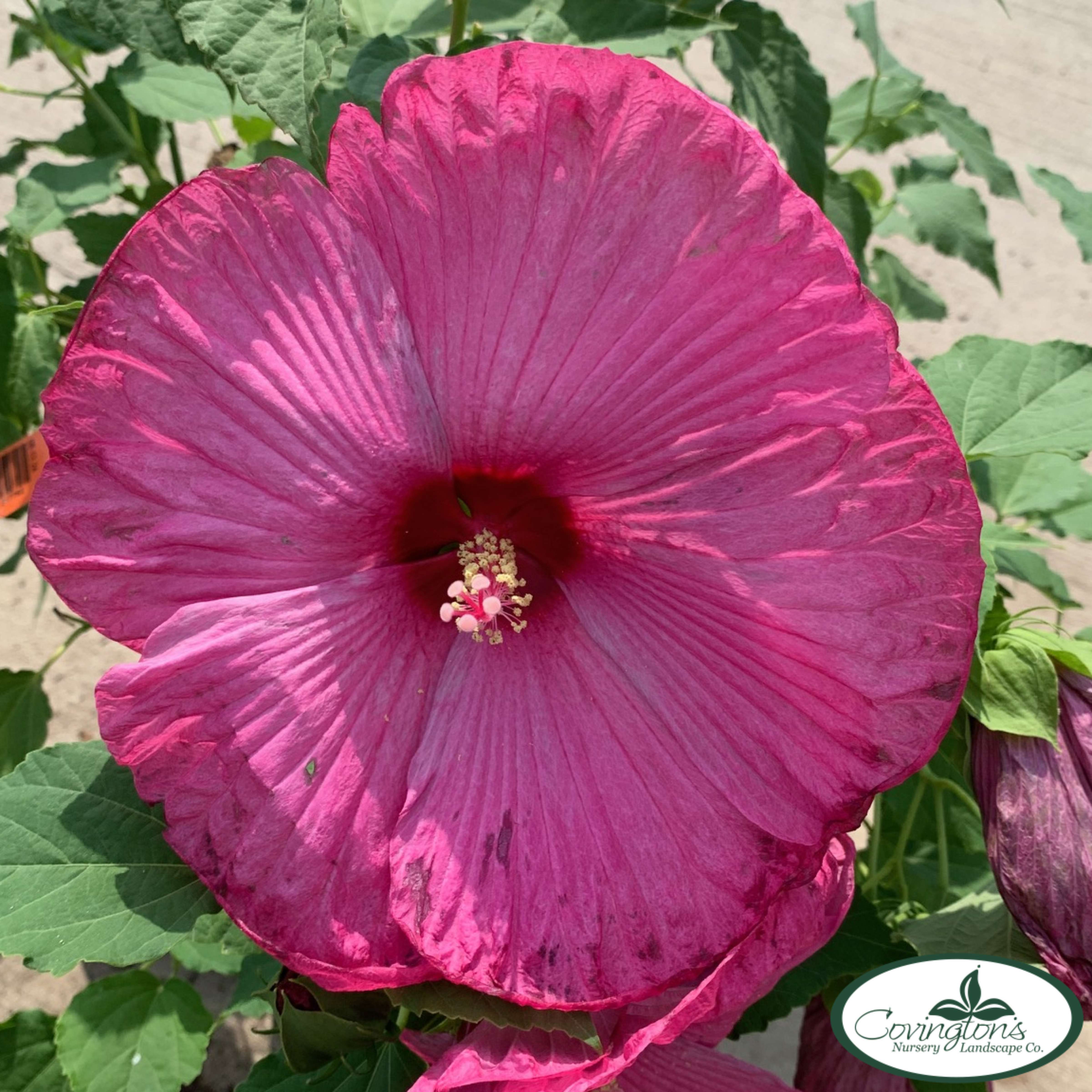 HARDY HIBISCUS luna rose – Covingtons