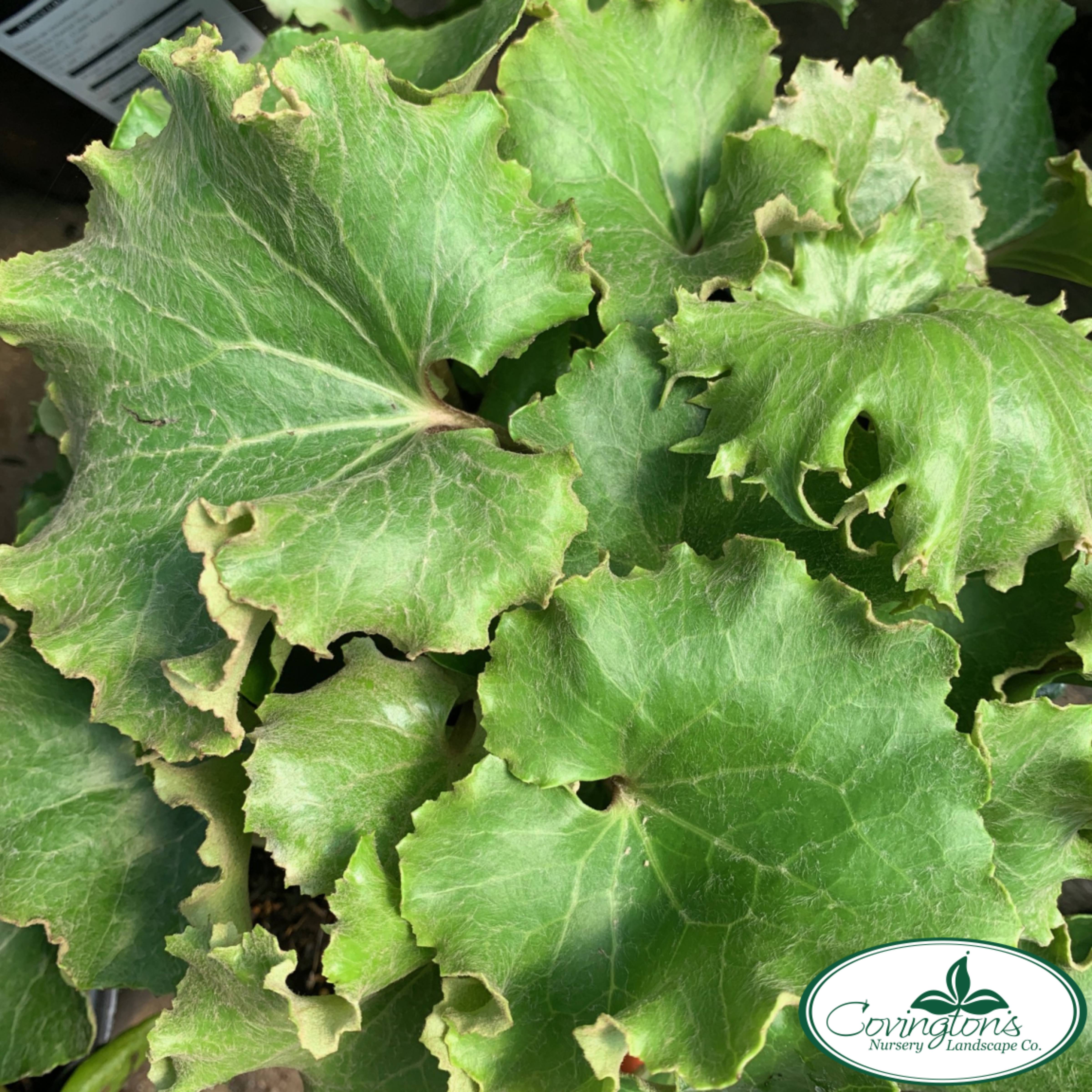 LEOPARD PLANT crested – Covingtons
