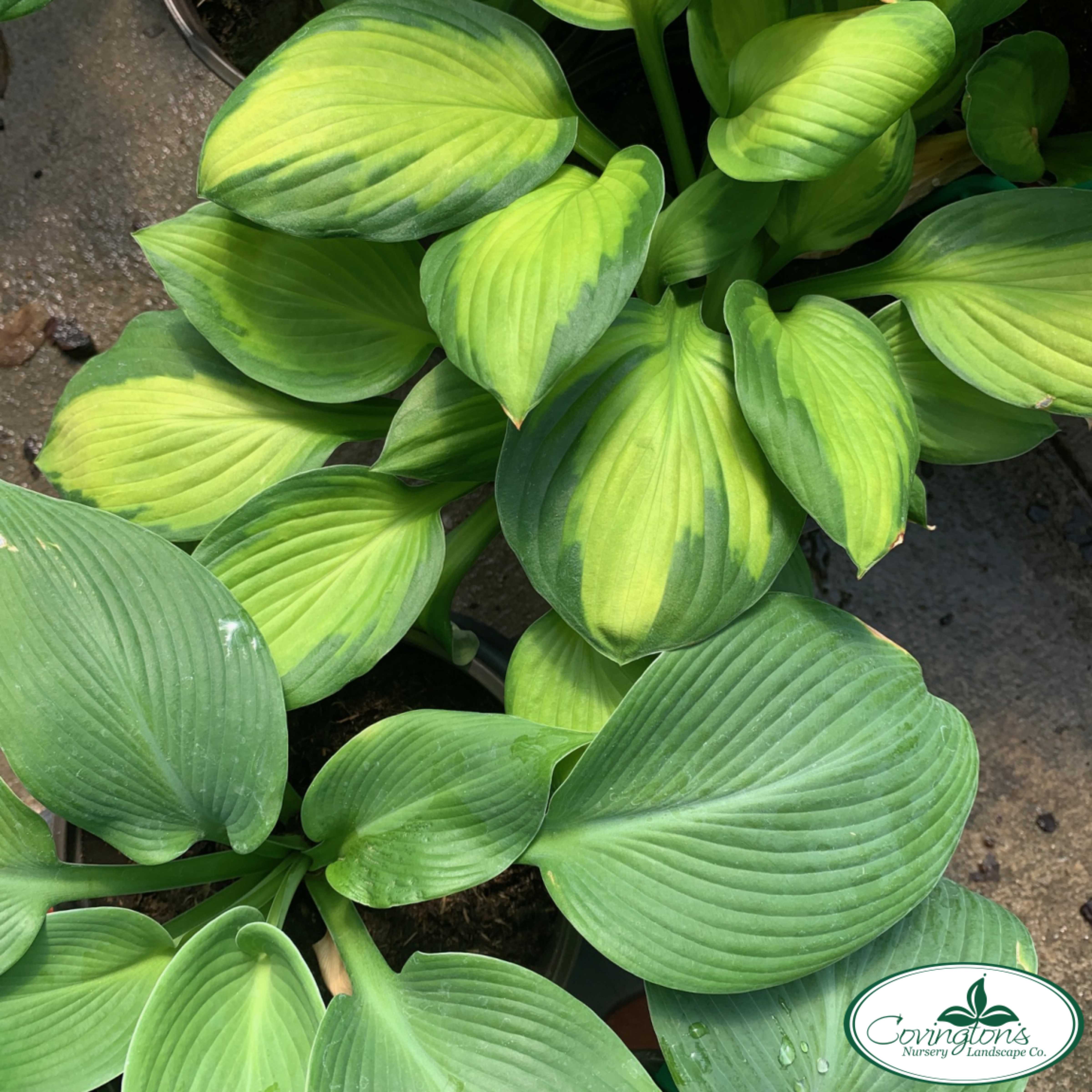 HOSTA – Covingtons