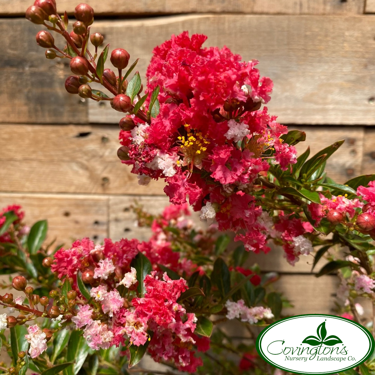 CRAPE MYRTLE cherry dazzle® – Covingtons