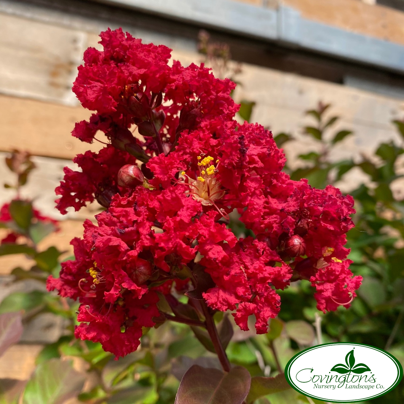 CRAPE MYRTLE colorama™ scarl – Covingtons