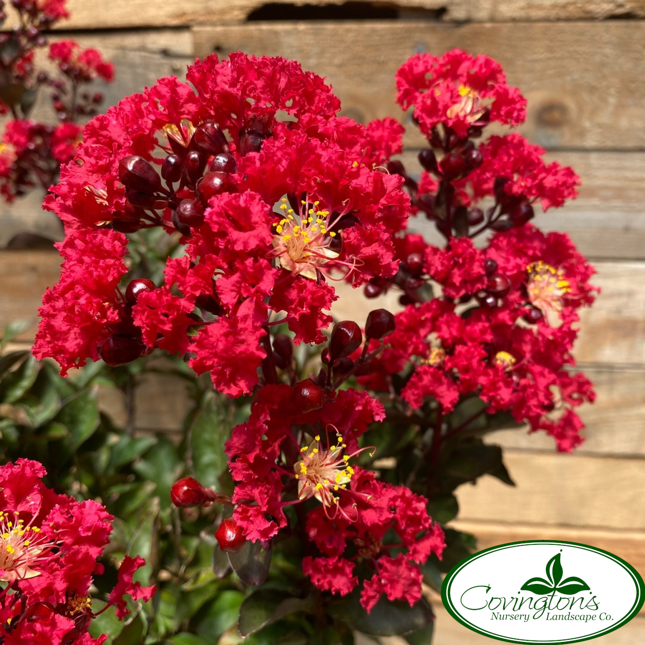 CRAPE MYRTLE dbl dynamite® st – Covingtons