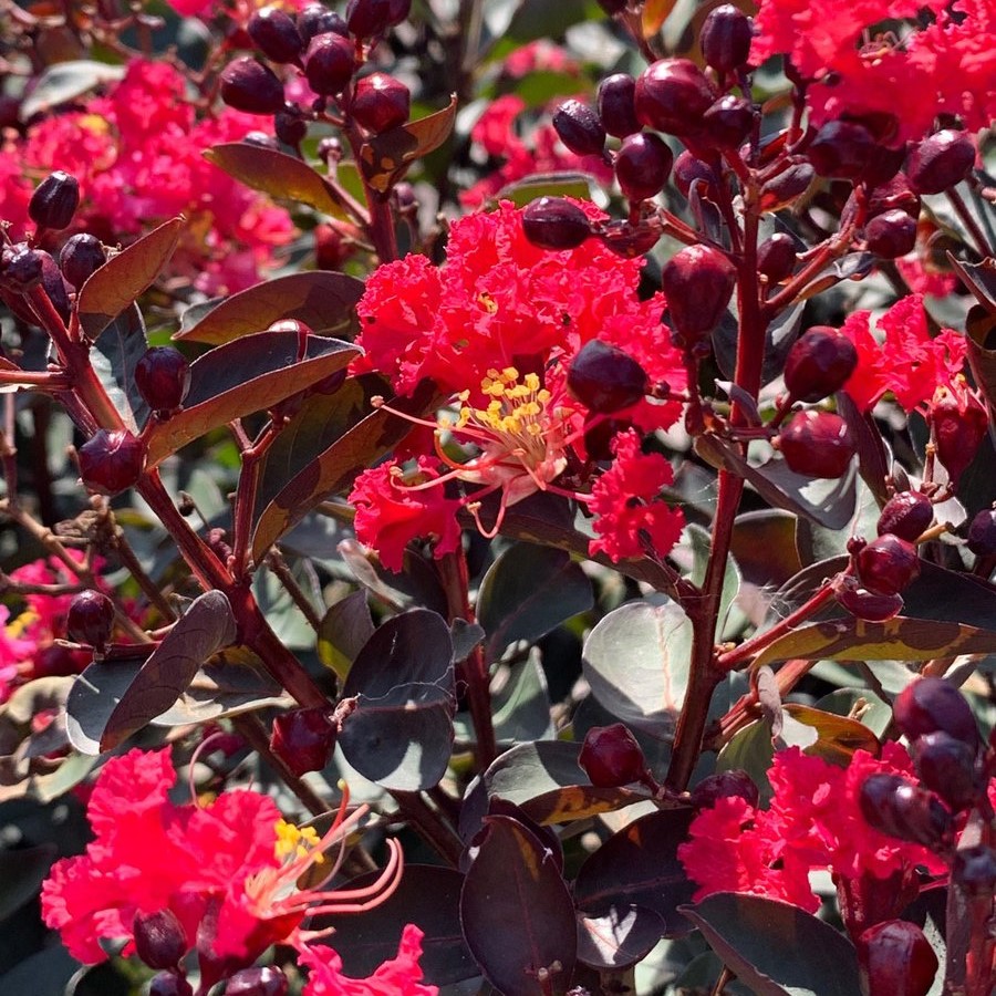 CRAPE MYRTLE double dynamite® – Covingtons