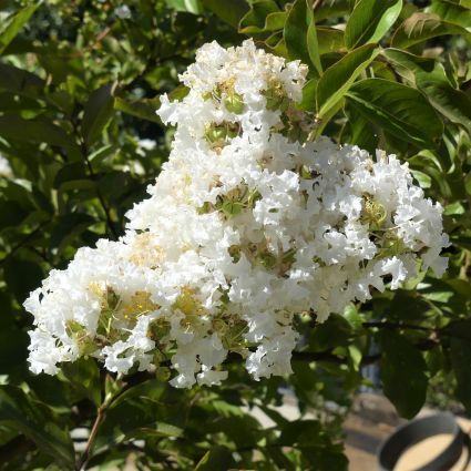 CRAPE MYRTLE lunar magic® – Covingtons