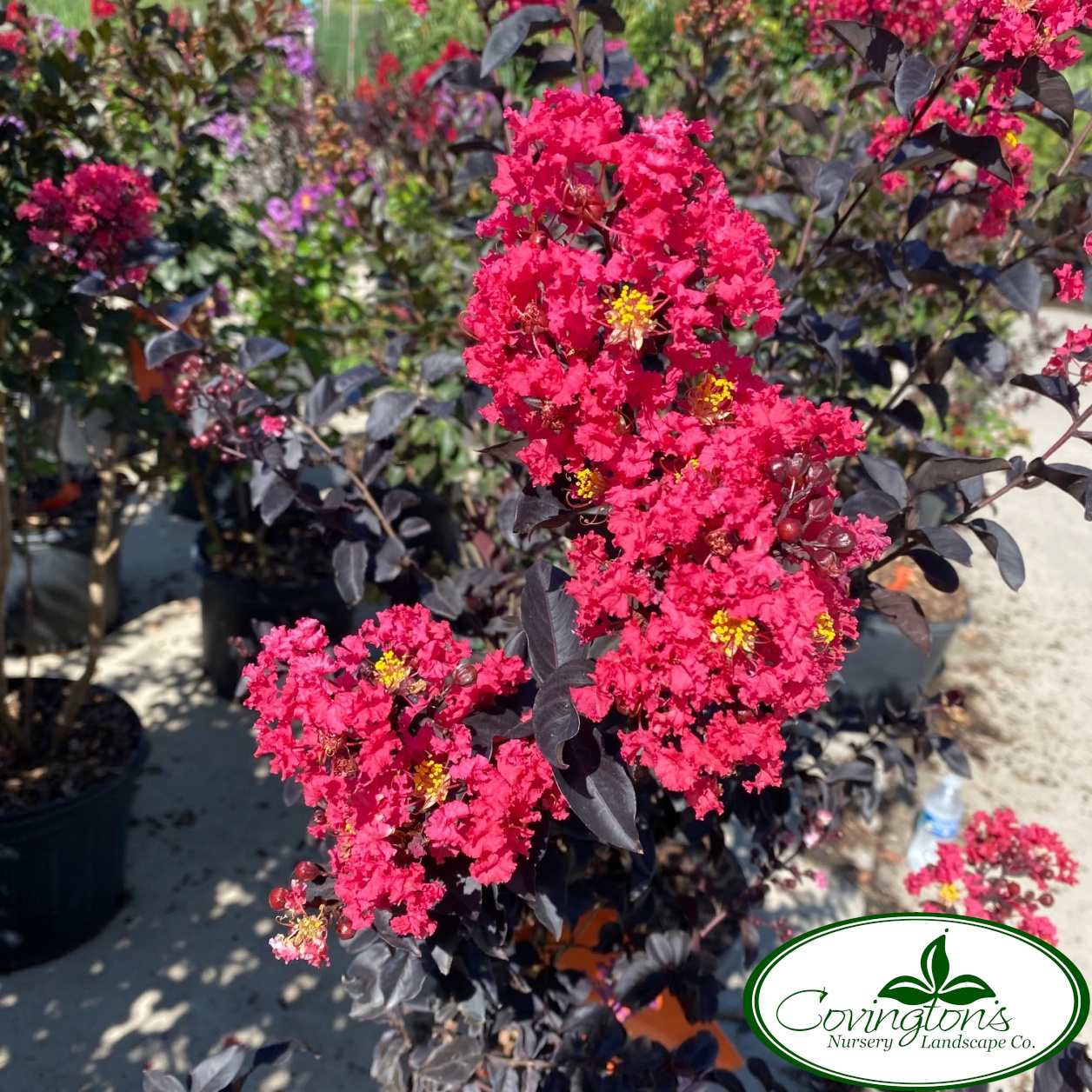 CRAPE MYRTLE midnight magic™ – Covingtons