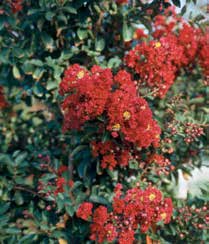 CRAPE MYRTLE miss frances – Covingtons