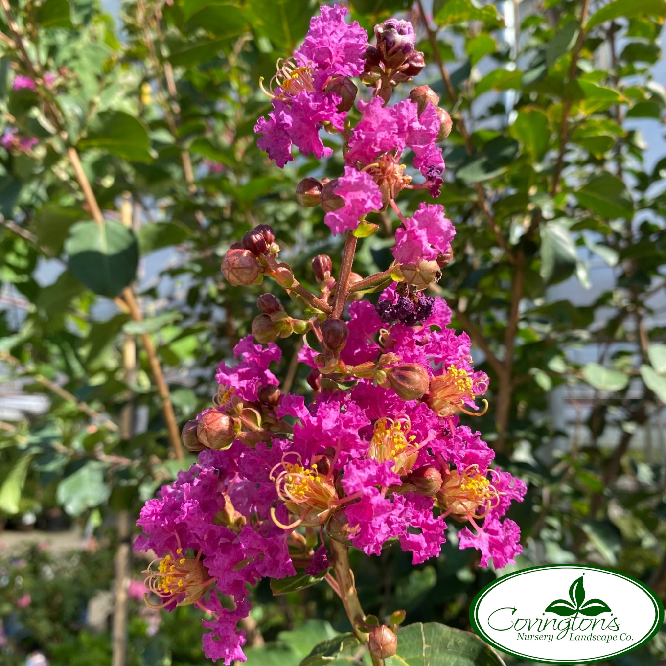 CRAPE MYRTLE miss gail – Covingtons