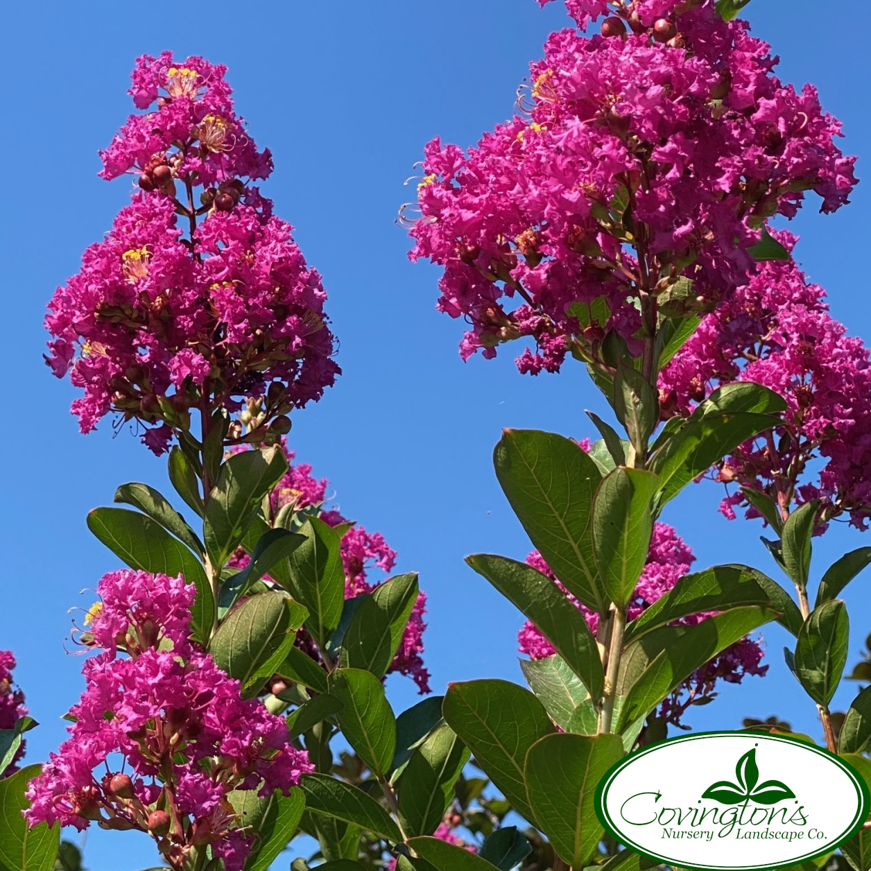 CRAPE MYRTLE miss sandra patio – Covingtons