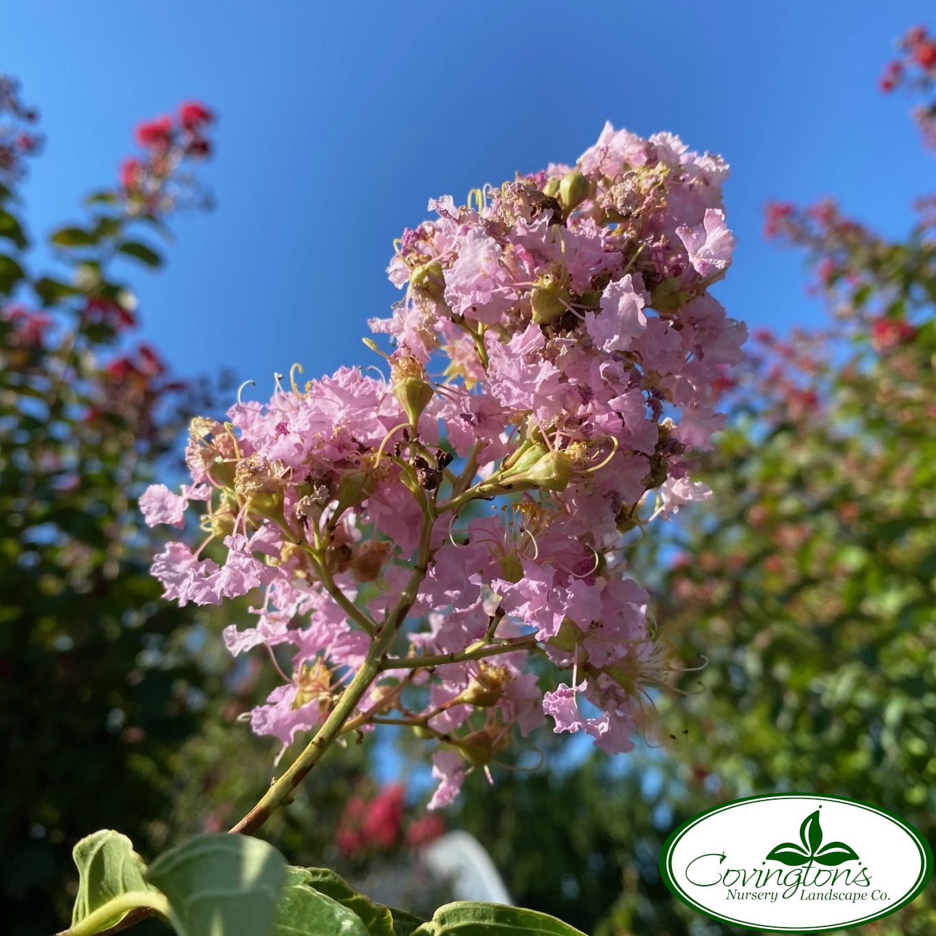 CRAPE MYRTLE muskogee patio – Covingtons