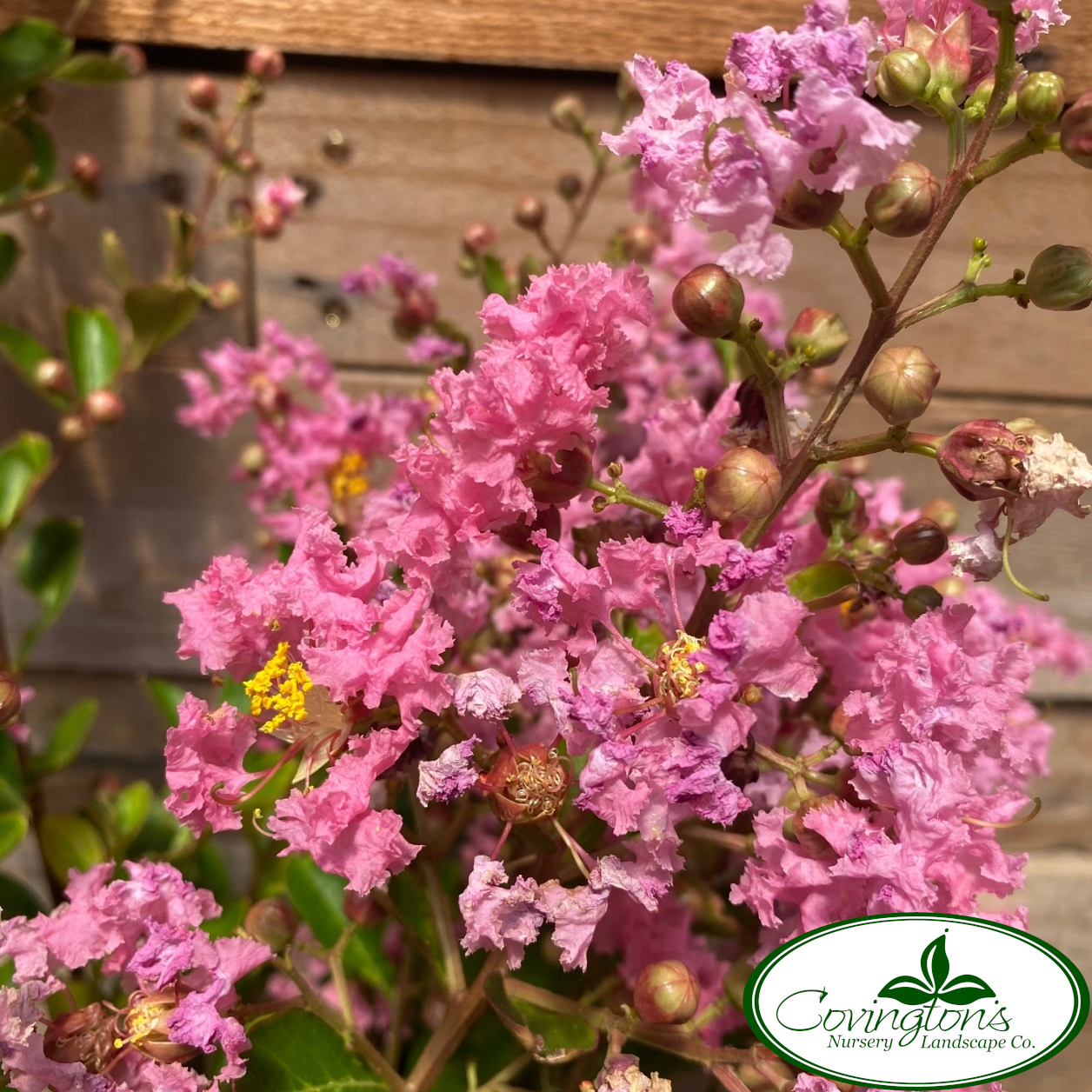 CRAPE MYRTLE petite pinkie™ – Covingtons