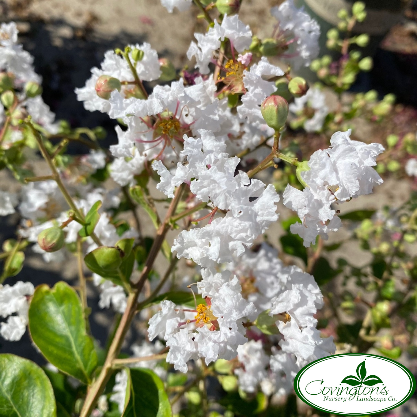 CRAPE MYRTLE petite snow™ – Covingtons
