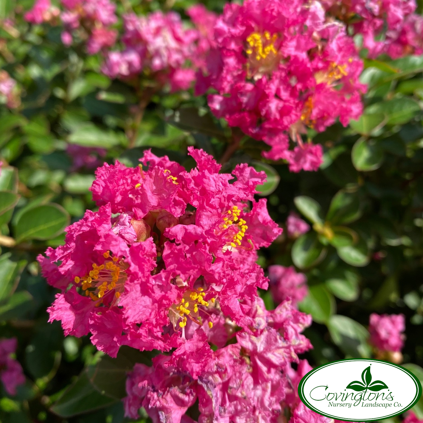 CRAPE MYRTLE pocomoke – Covingtons CRAPE MYRTLE pocomoke – Covingtons
