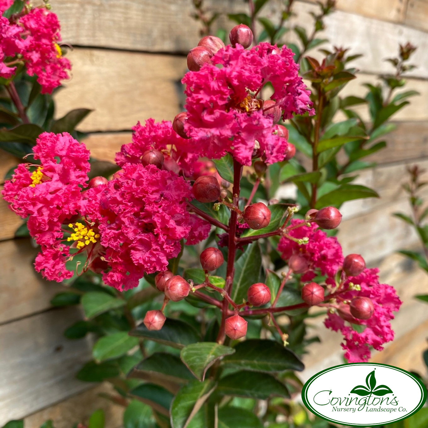 CRAPE MYRTLE raspberry sundae – Covingtons