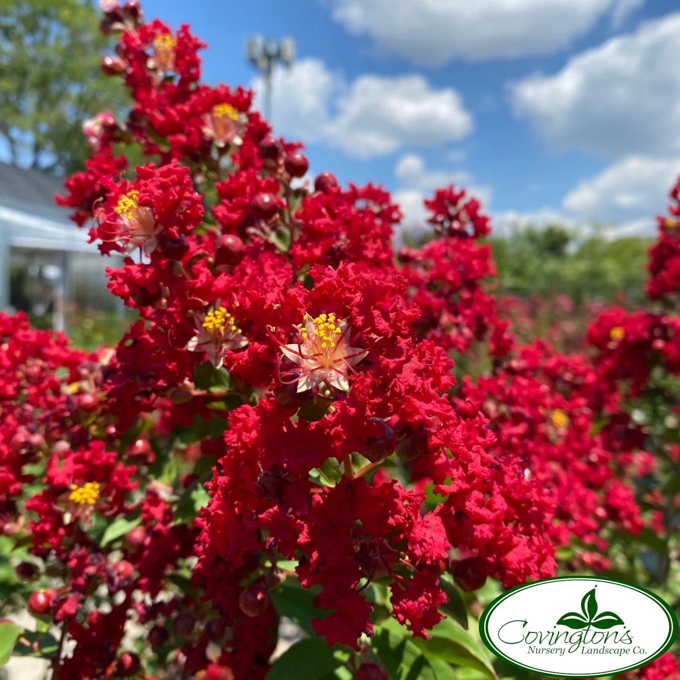 CRAPE MYRTLE red rocket® – Covingtons