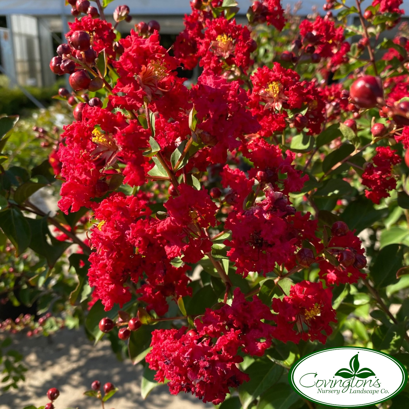 CRAPE MYRTLE siren red® – Covingtons
