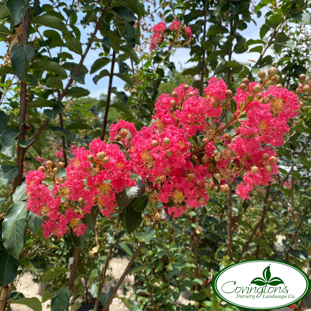 CRAPE MYRTLE tuscarora – Covingtons CRAPE MYRTLE tuscarora – Covingtons
