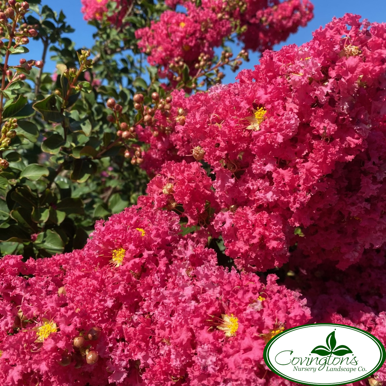 CRAPE MYRTLE tuscarora patio – Covingtons