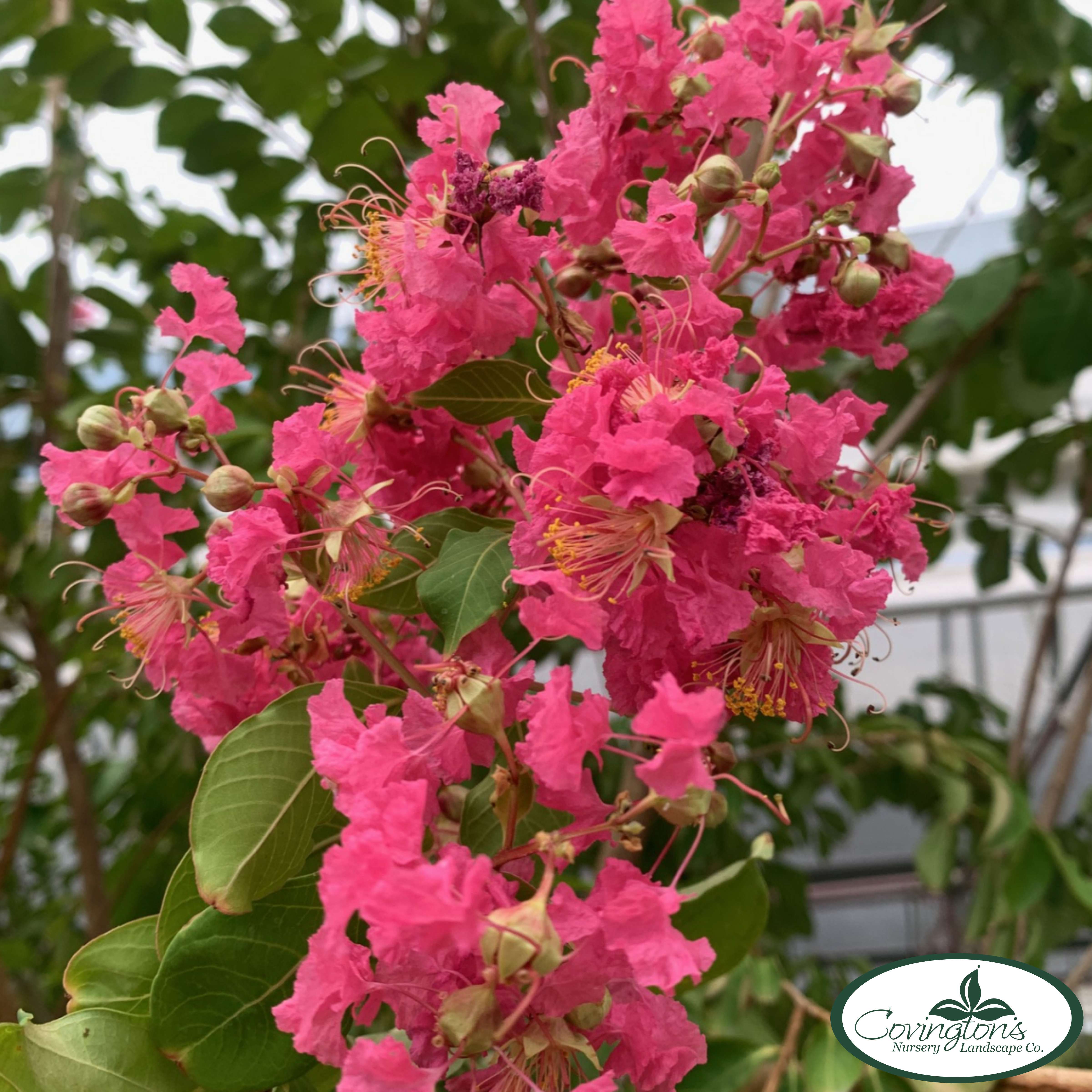 CRAPE MYRTLE tuskegee – Covingtons
