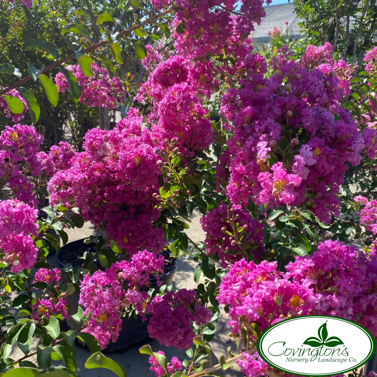 CRAPE MYRTLE twilight – Covingtons