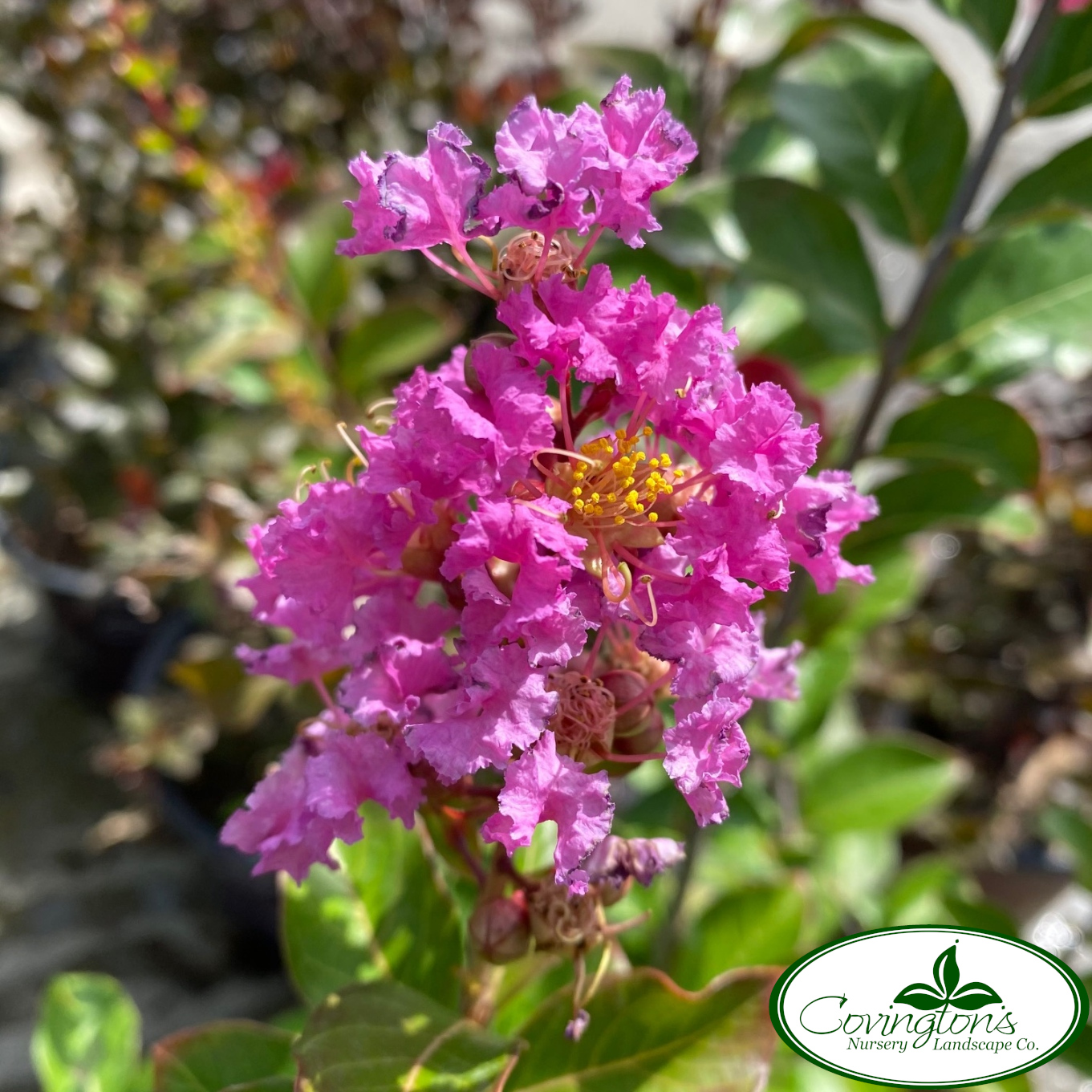 CRAPE MYRTLE zuni – Covingtons