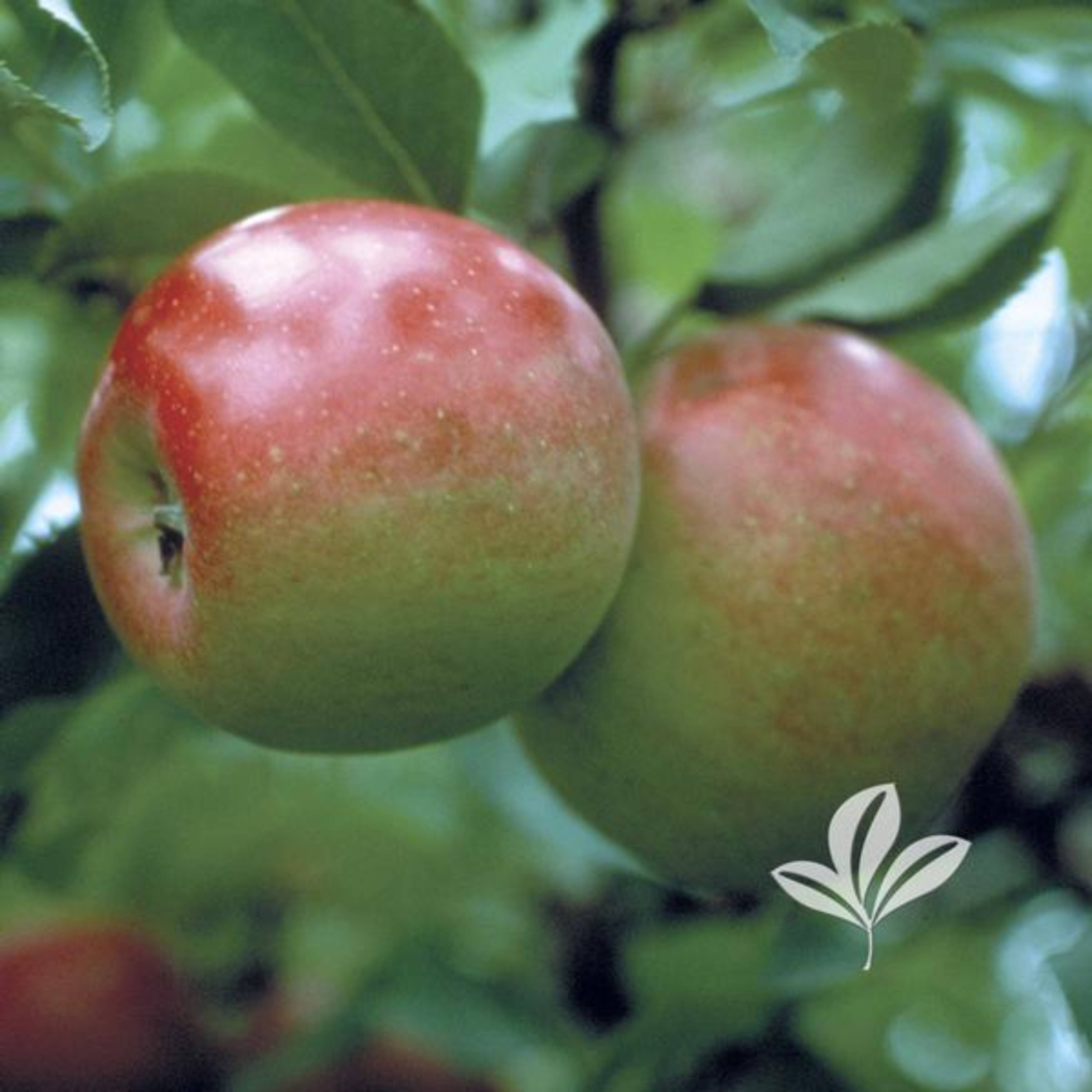 APPLE anna – Covingtons