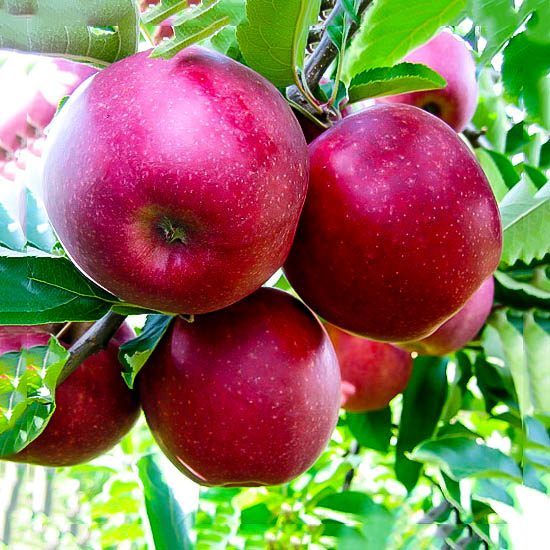 APPLE jonathon – Covingtons