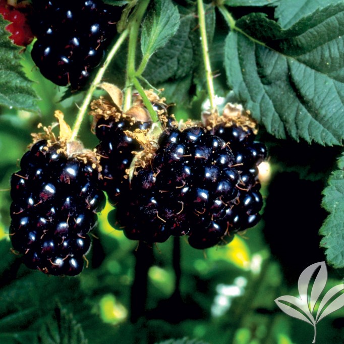 BLACKBERRY apache – Covingtons