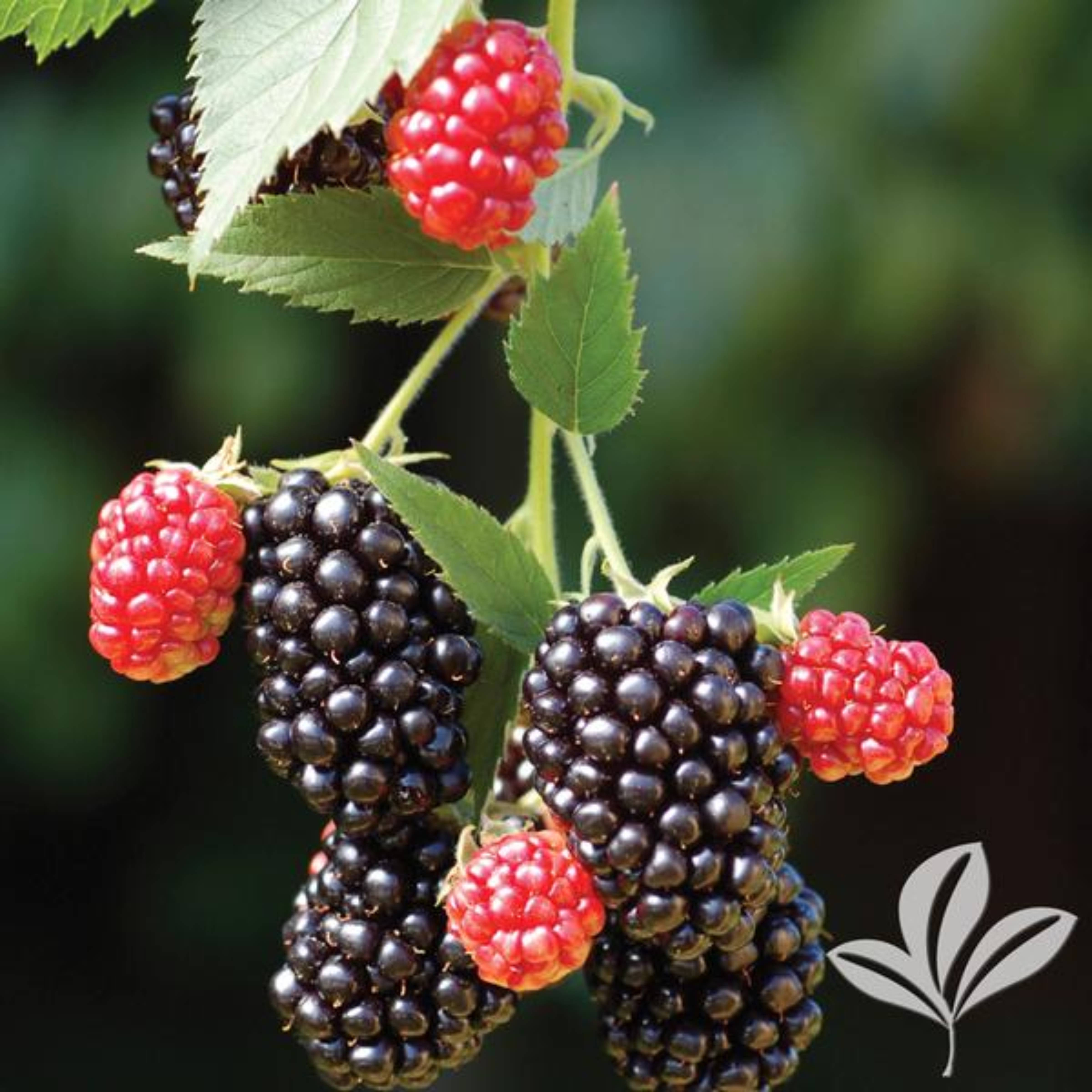 BLACKBERRY navaho – Covingtons