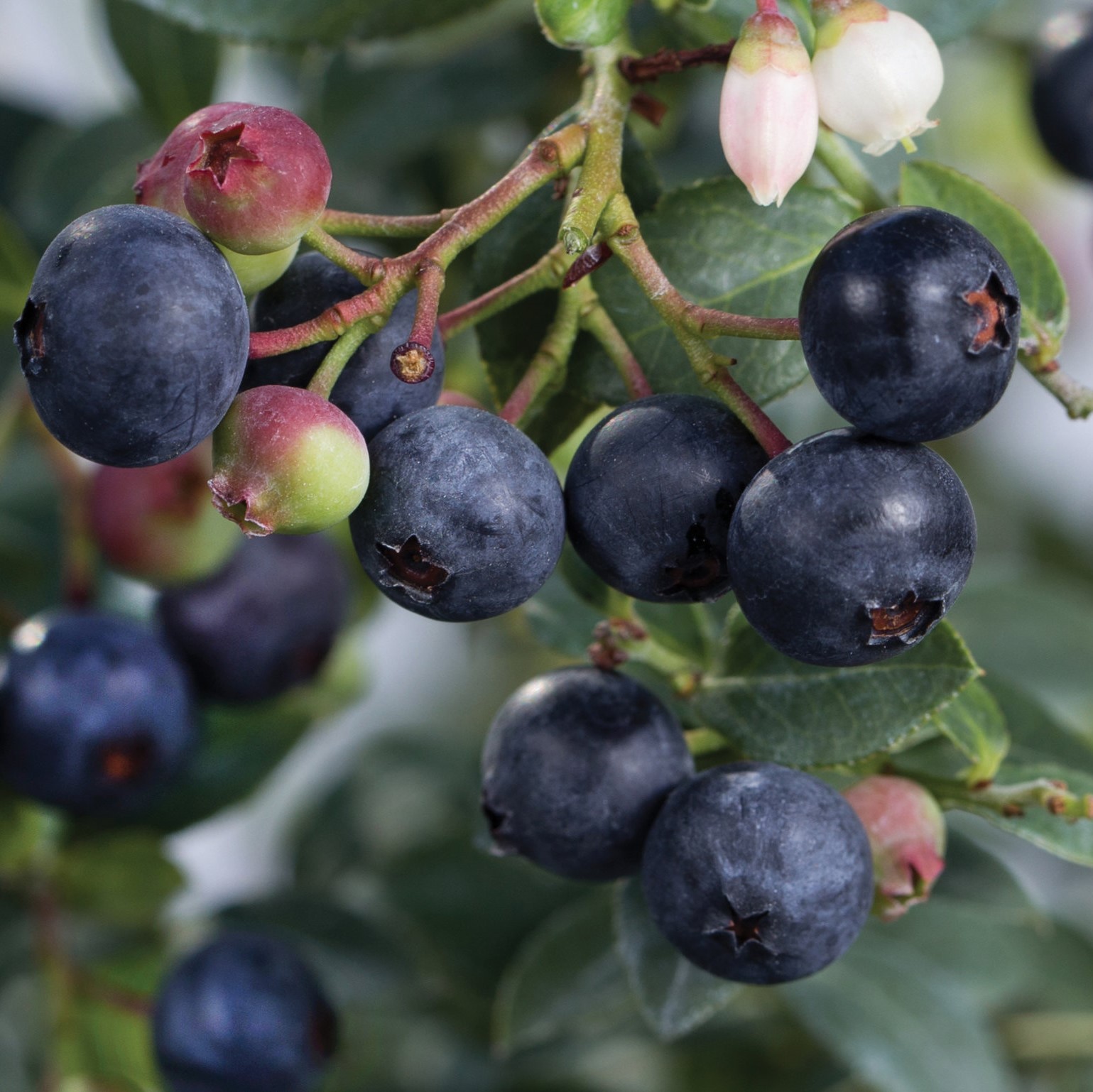 BLUEBERRY blueberry buckle™ – Covingtons