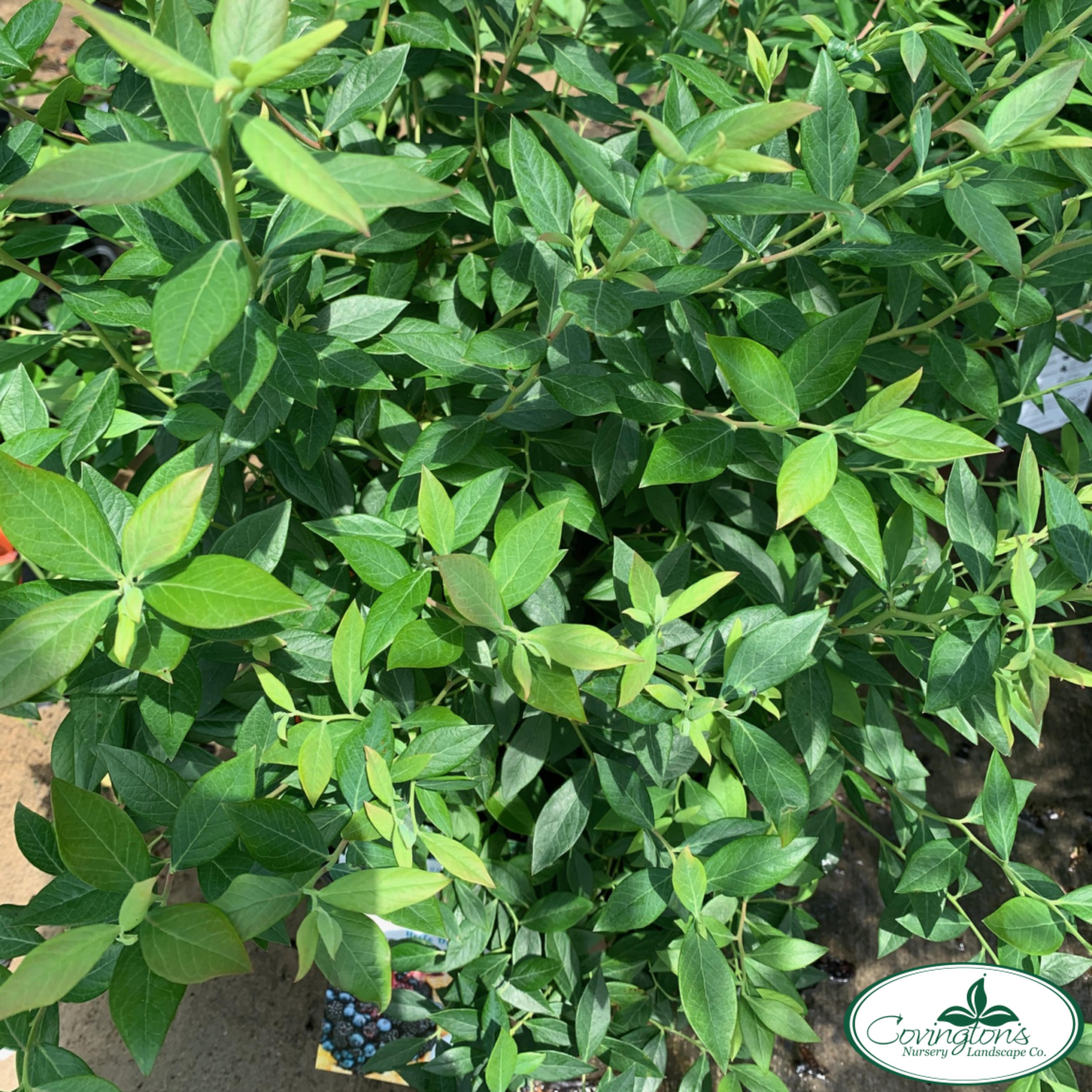 BLUEBERRY hello darlin® – Covingtons