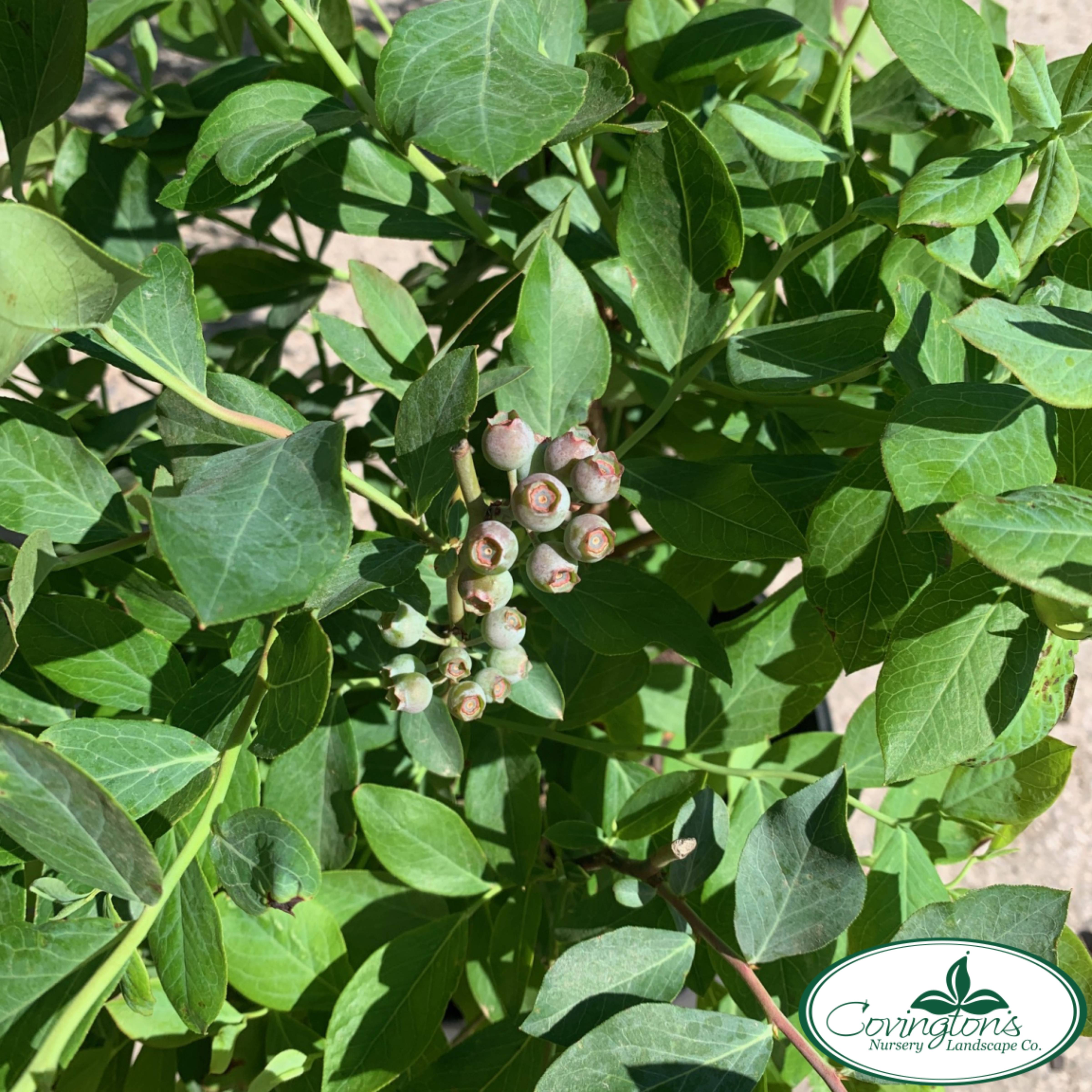 BLUEBERRY powder blue – Covingtons