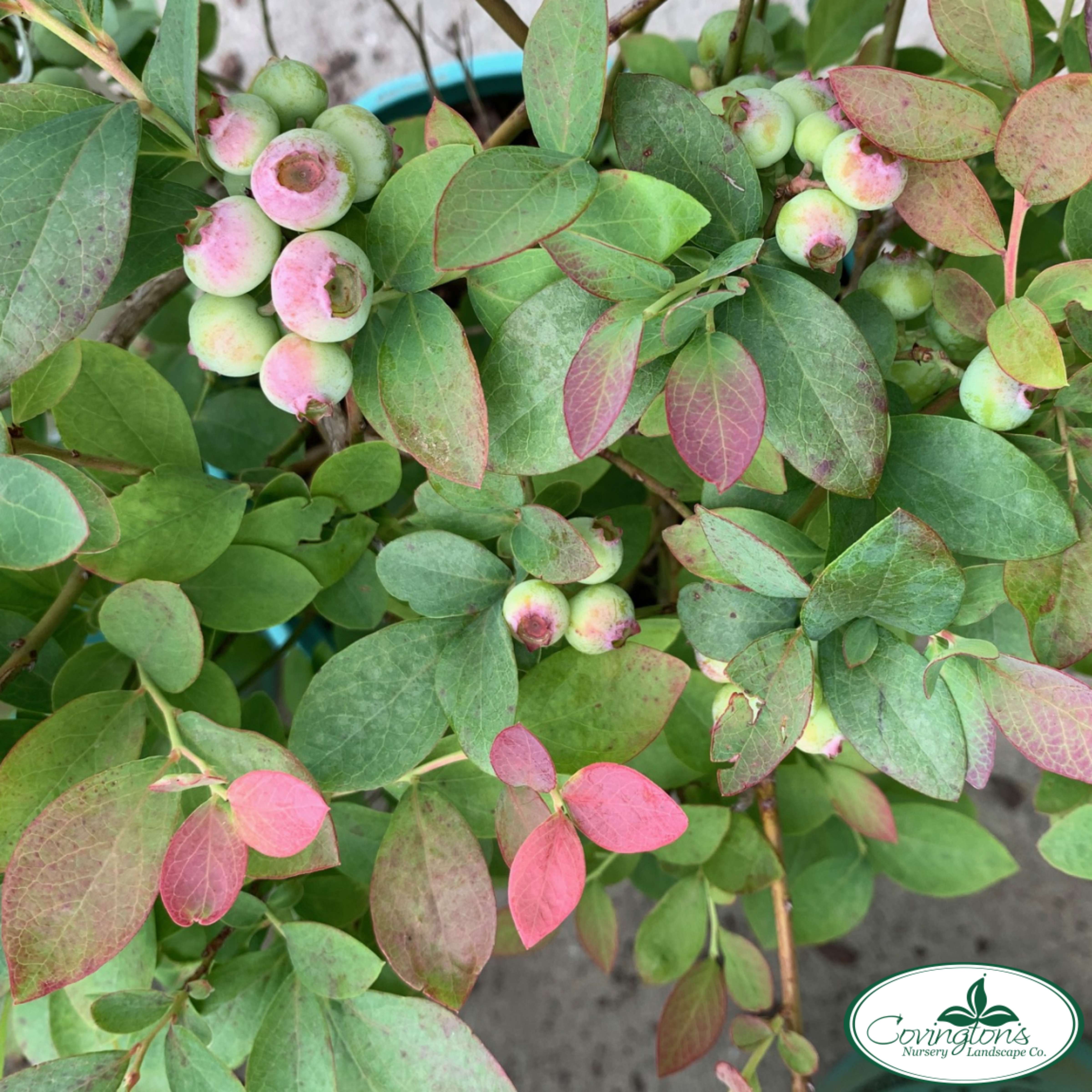 BLUEBERRY silver dollar® – Covingtons