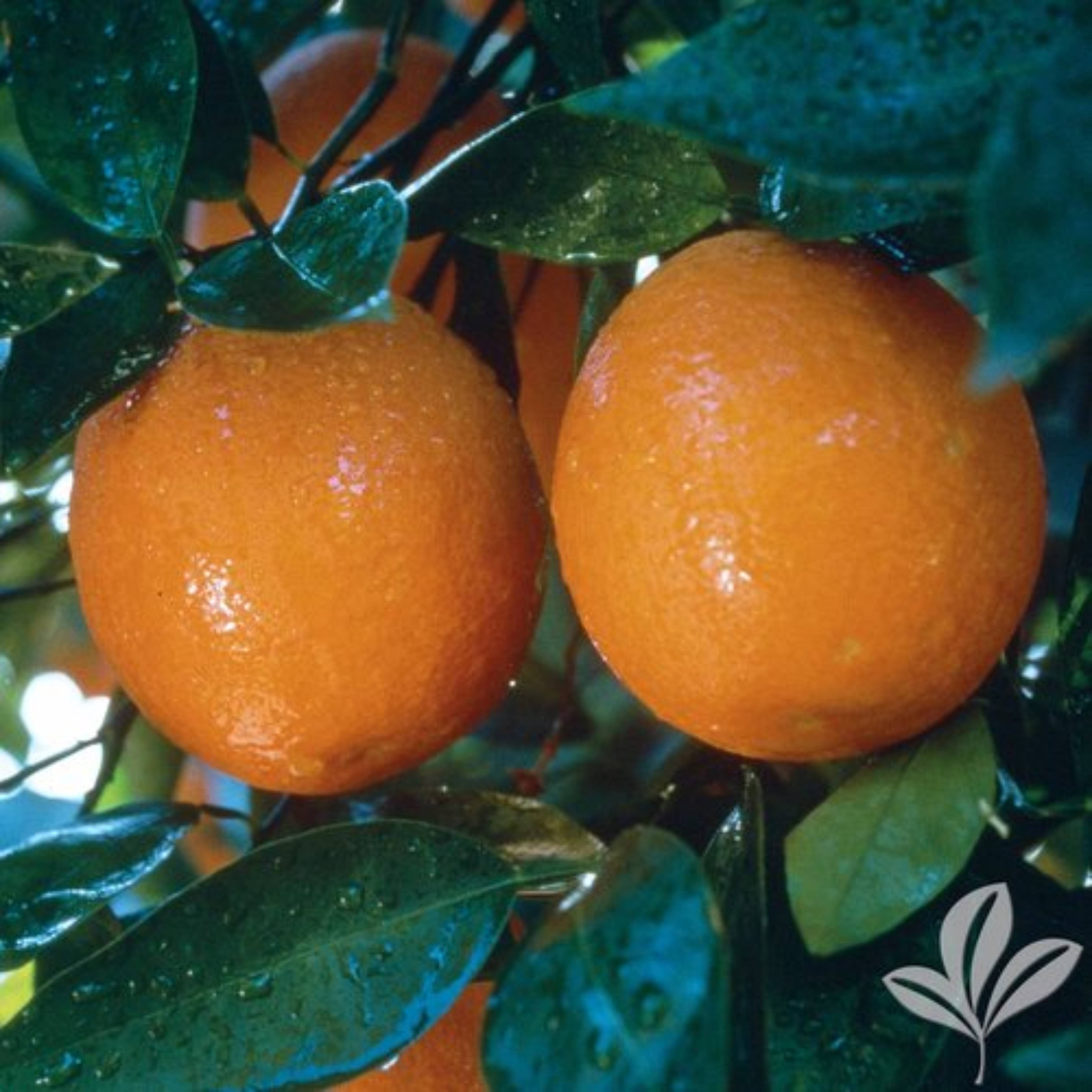 CITRUS hamlin sweet orange – Covingtons