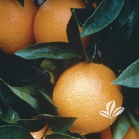 CITRUS navel orange – Covingtons