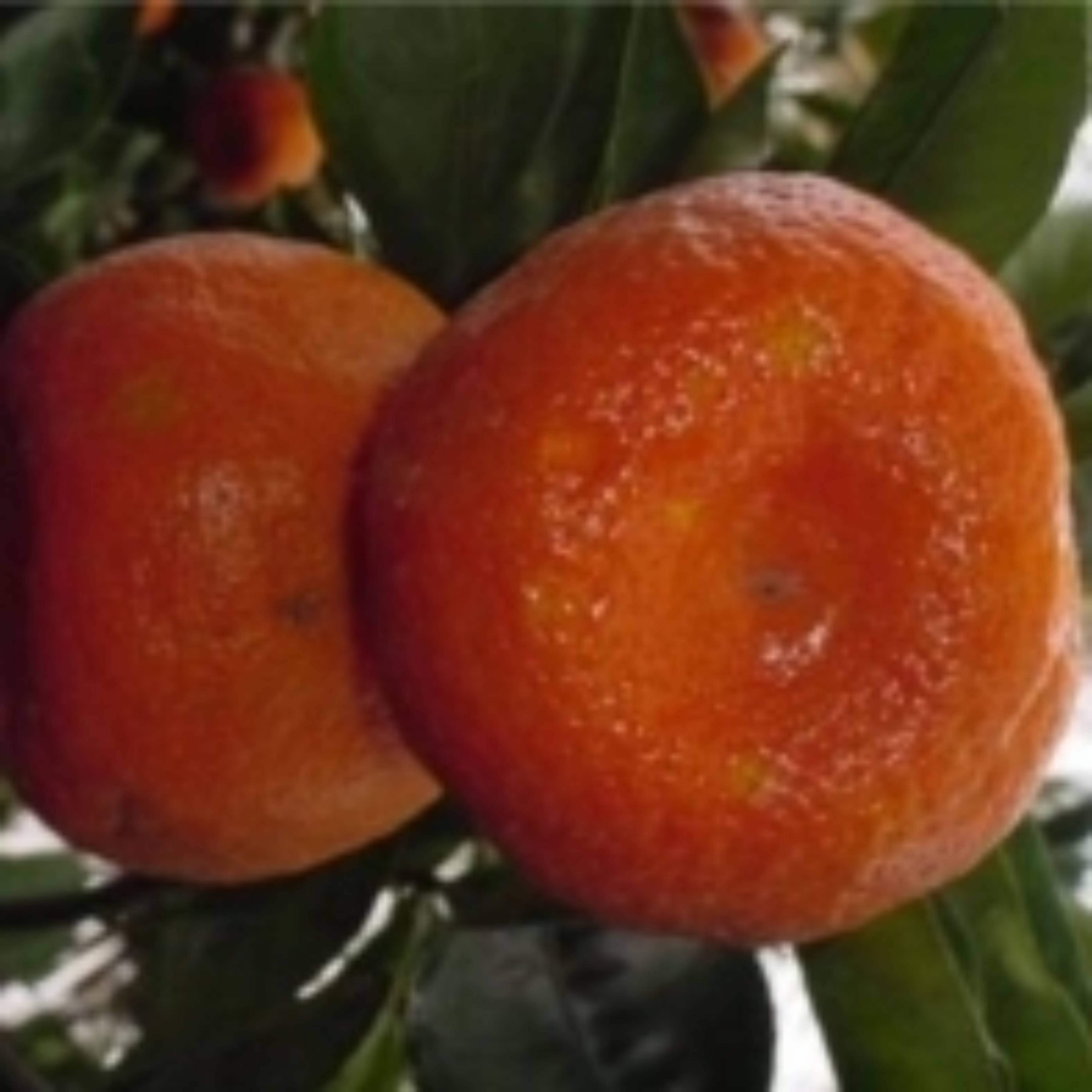 CITRUS orange arctic frost™ – Covingtons